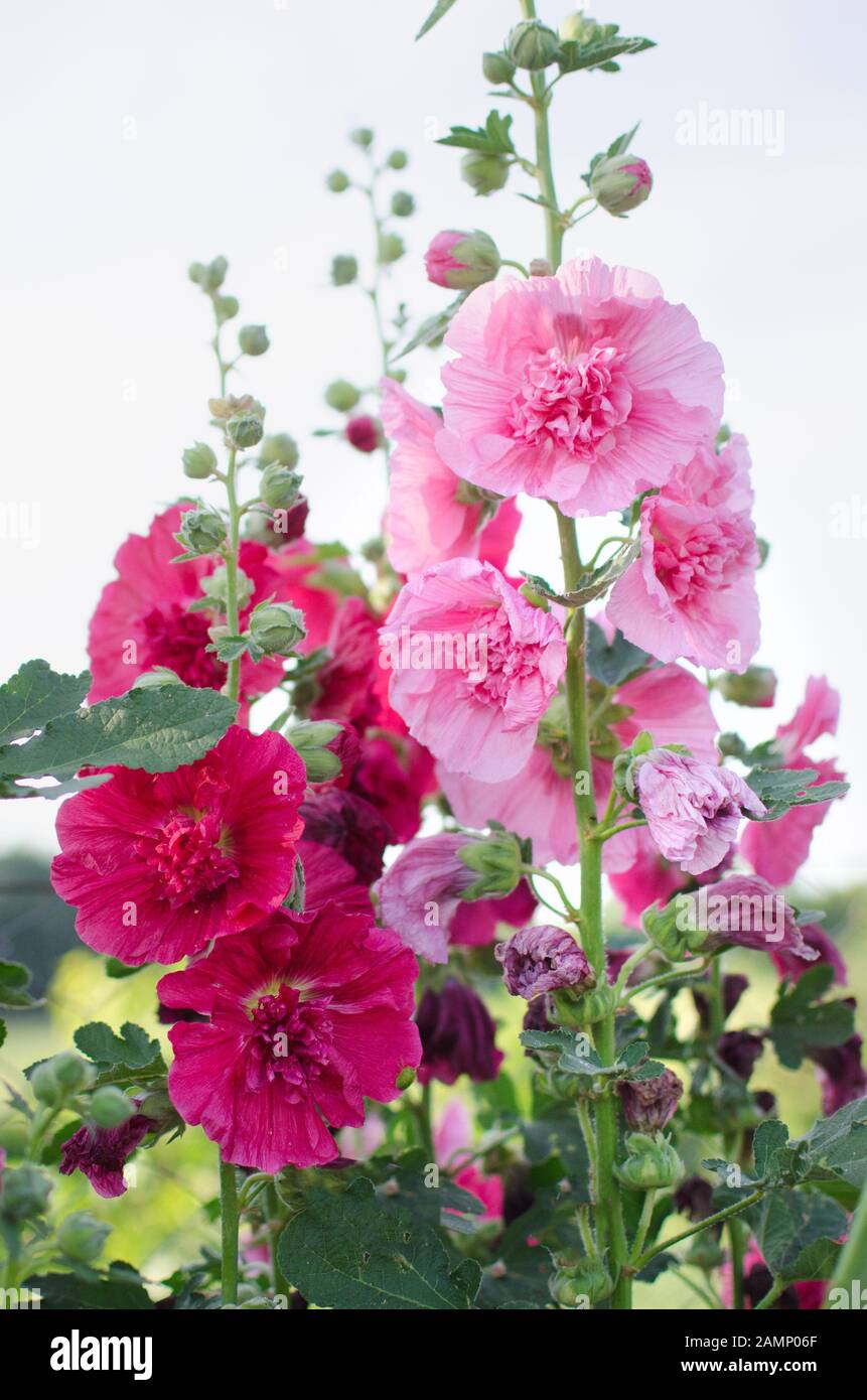 Alcea rosea light pink hi-res stock photography and images - Alamy