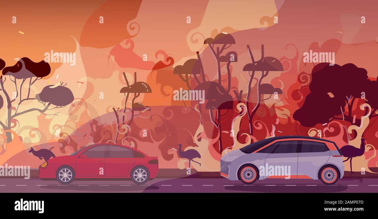 cars and animals escaping from forest fires in australia wildfire ...