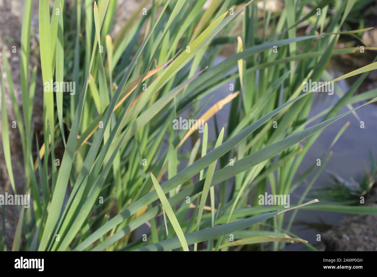Southern Cattail, Typha Domingensis, is native to scarce riparian areas ...