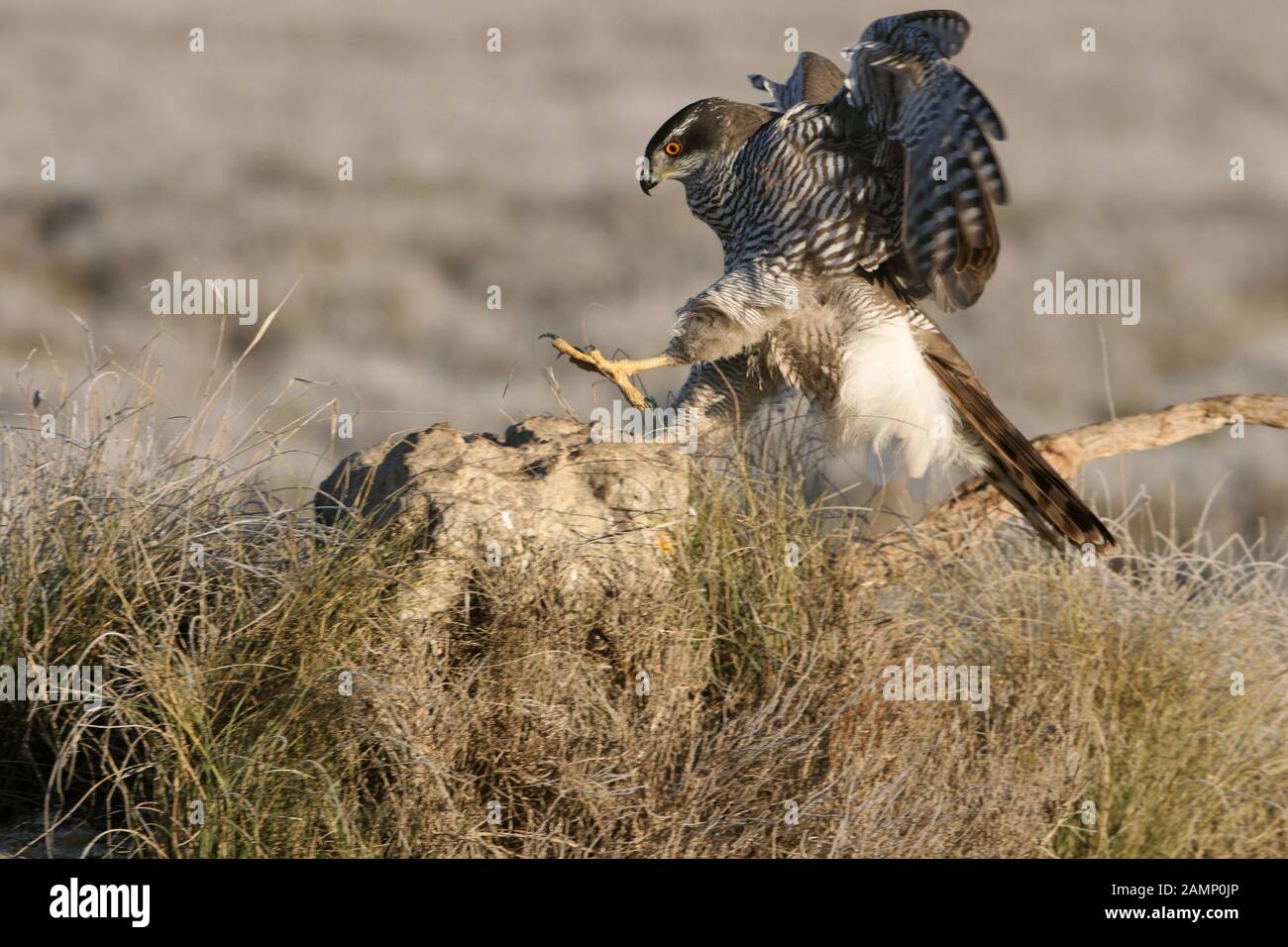 Tree years old Northern goshawk with the first lights of the morning ...