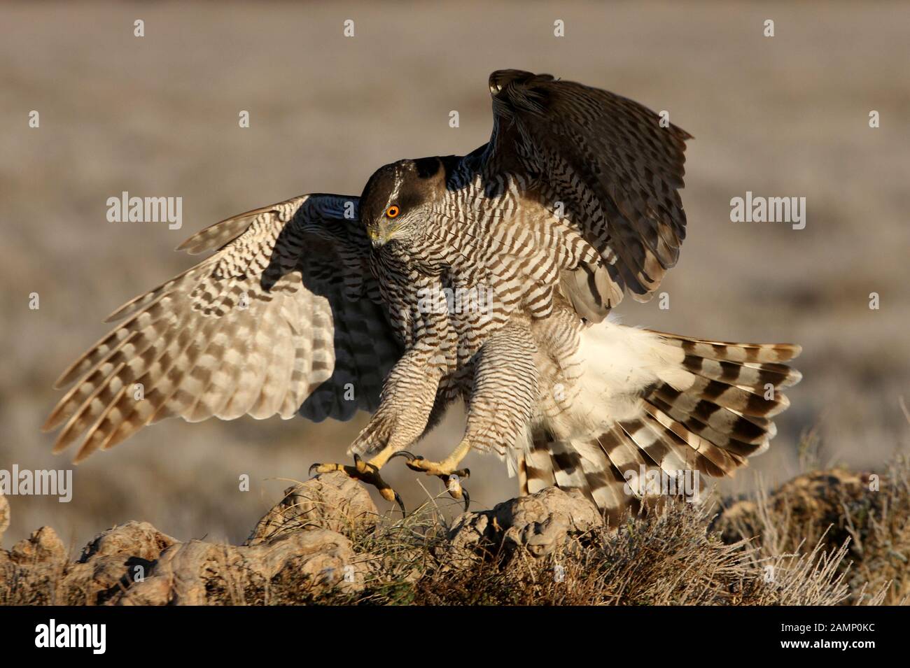 Tree years old Northern goshawk with the first lights of the morning ...