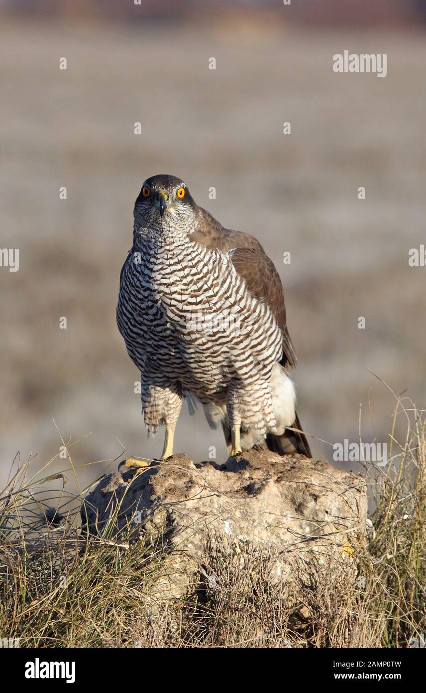 Tree years old Northern goshawk with the first lights of the morning ...