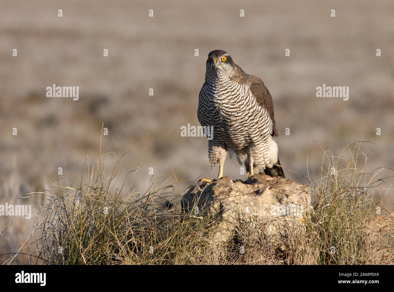 Tree years old Northern goshawk with the first lights of the morning ...