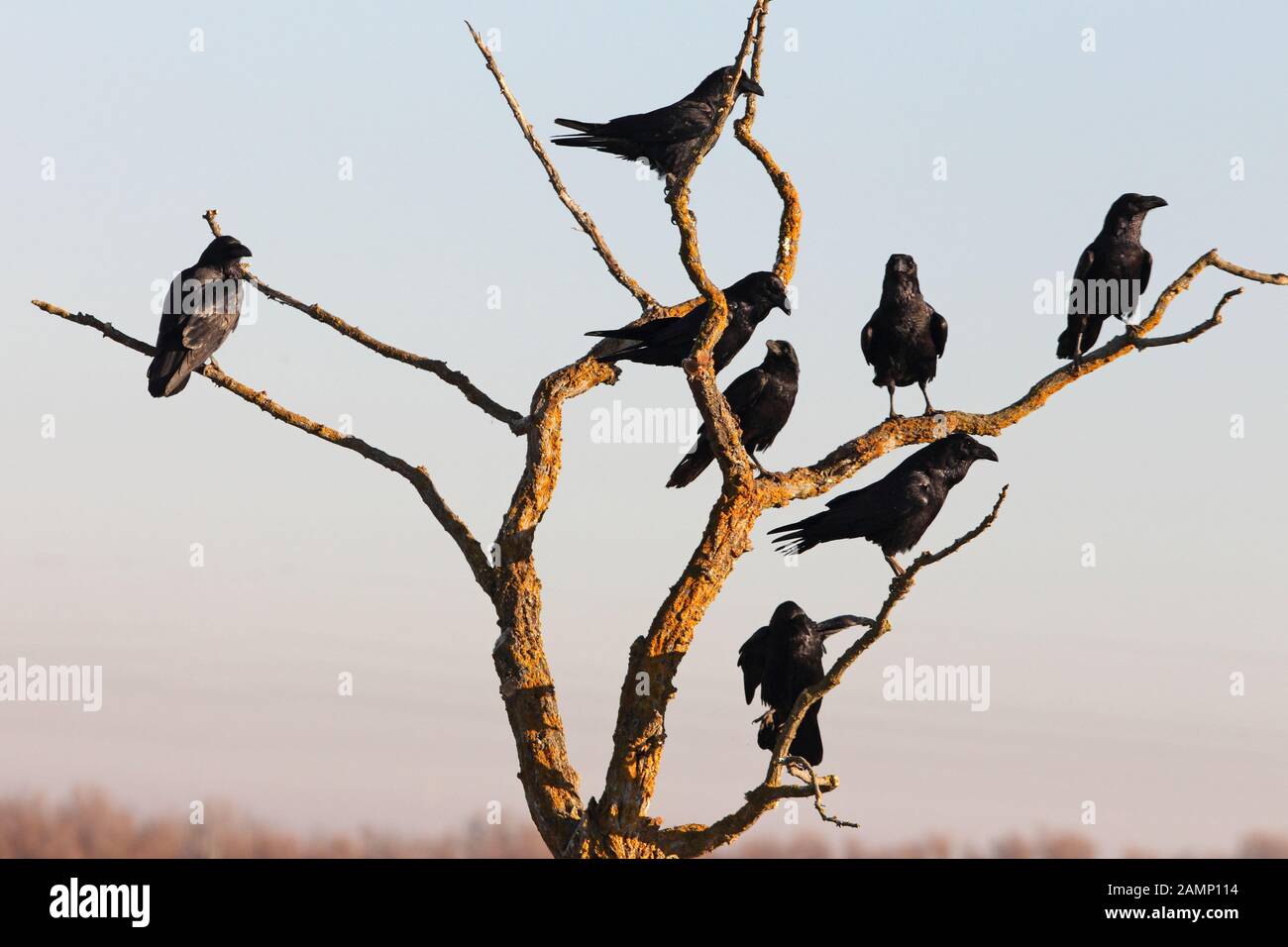 Common raven with de first lights in the morning in mating season ...