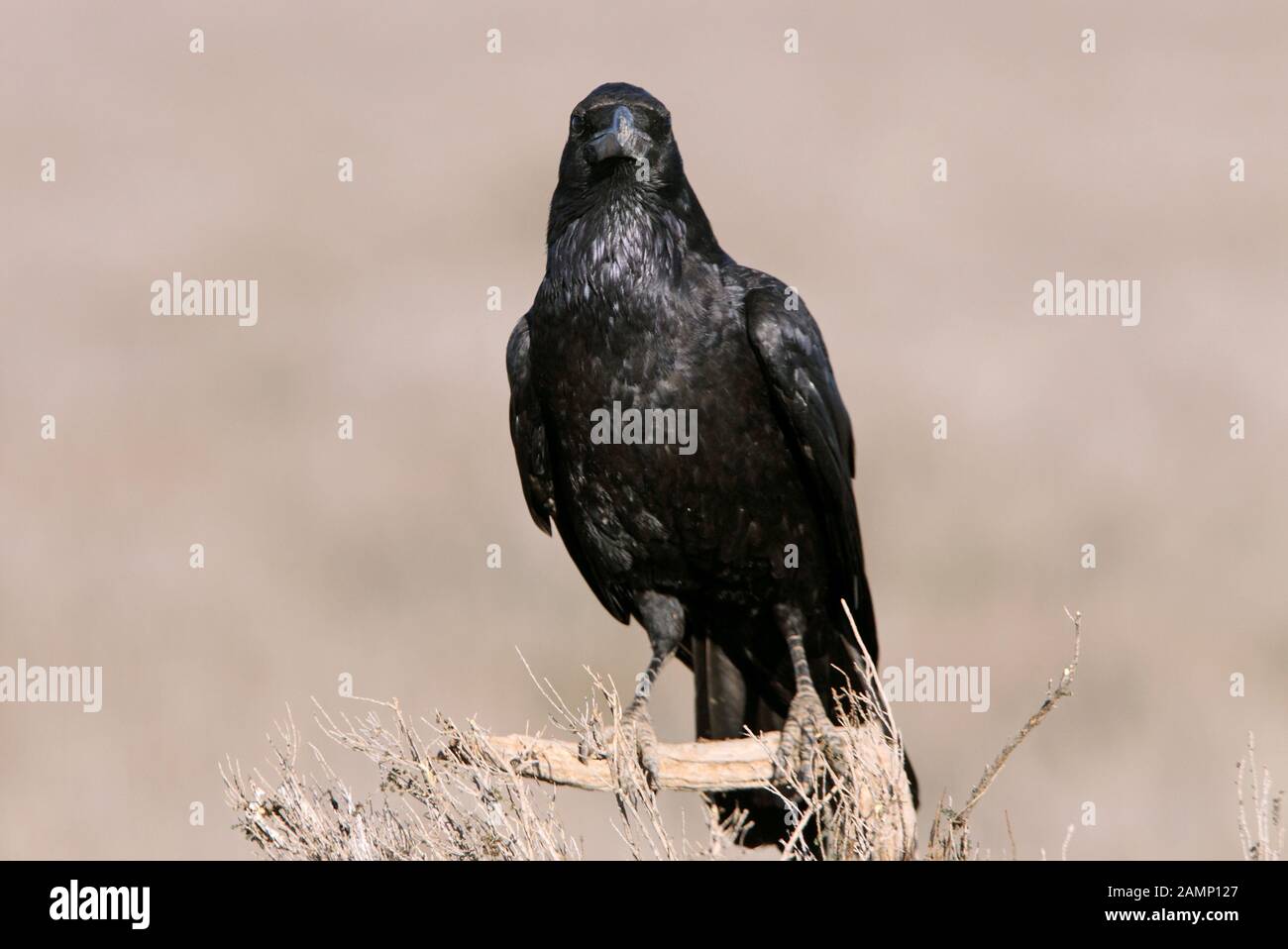 Common raven with de first lights in the morning in mating season ...
