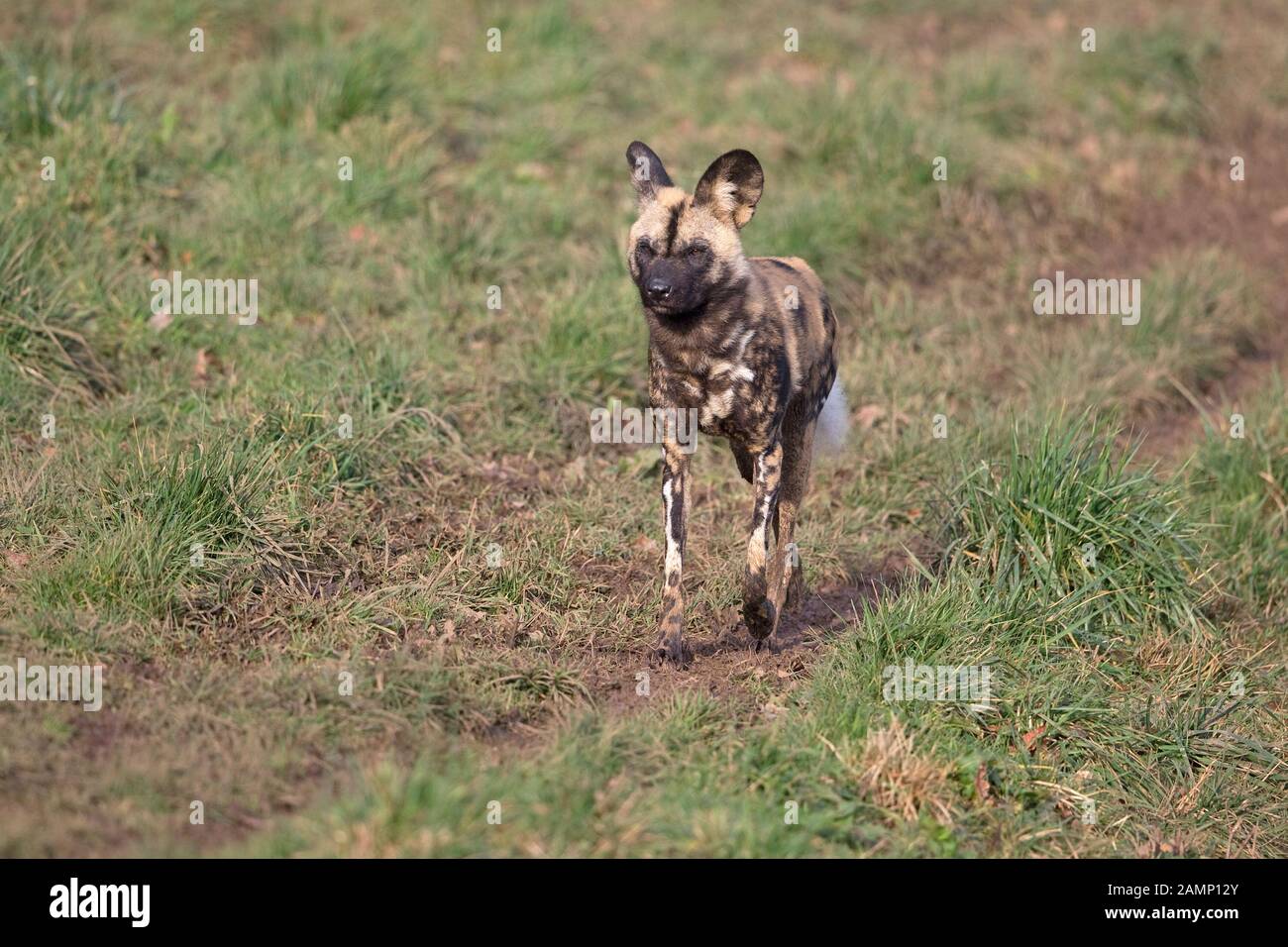 Lycaon hunt hi-res stock photography and images - Alamy