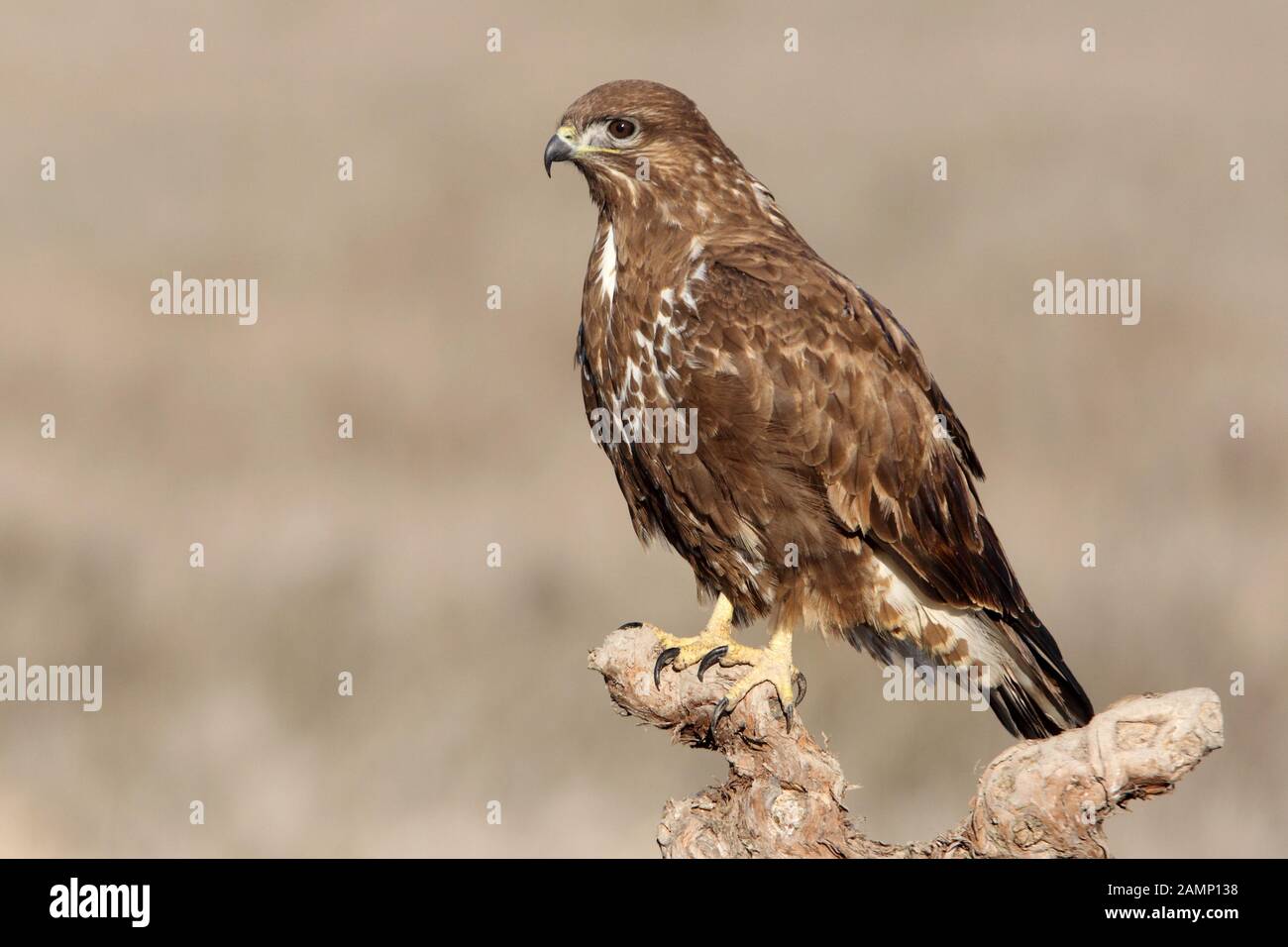 Common buzzard with the last lights of the sunset. Buteo buteo Stock ...