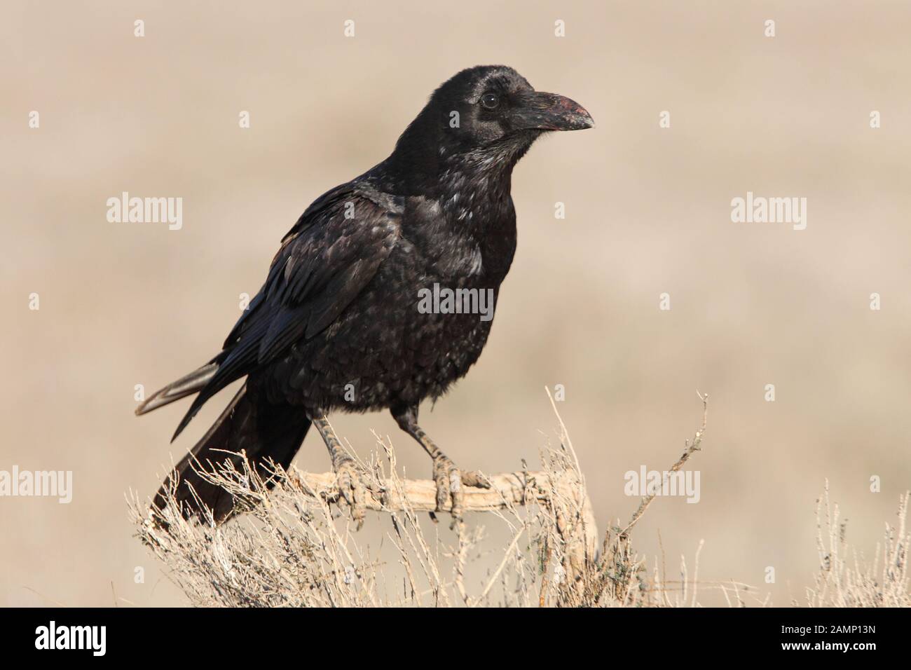 Common raven with de first lights in the morning in mating season ...