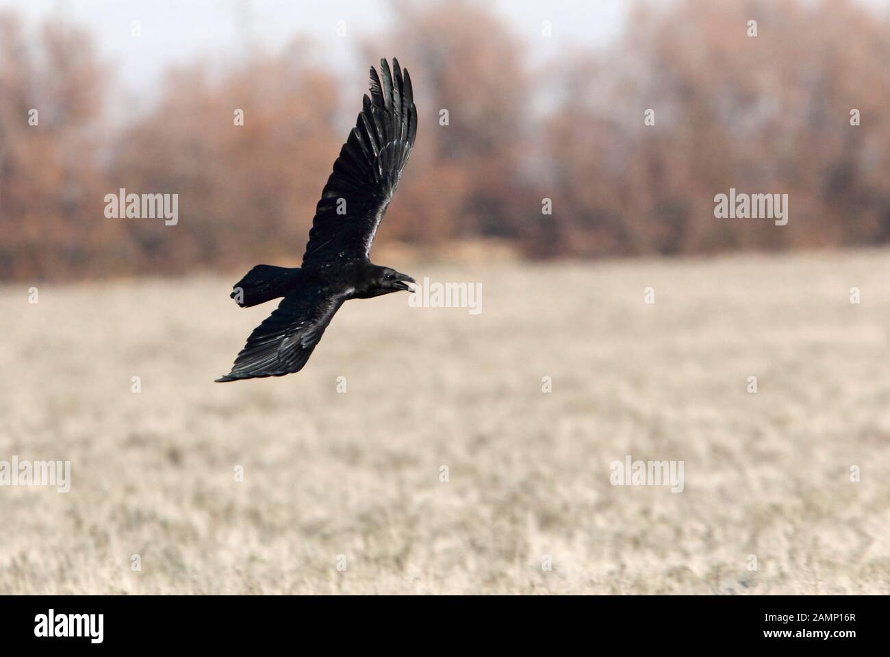 Common raven with de first lights in the morning in mating season ...