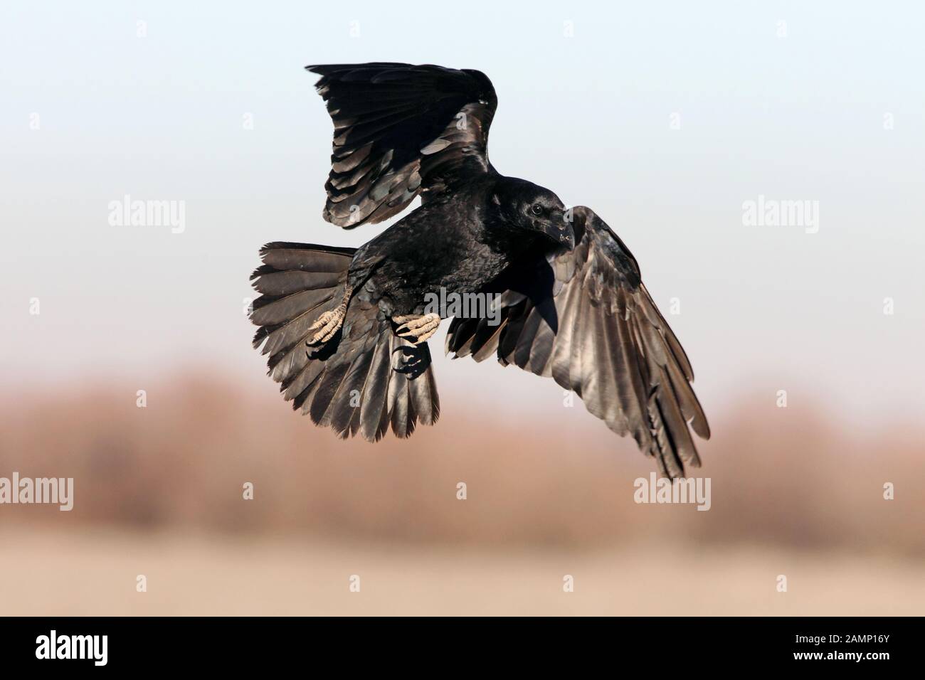 Crow mating hi-res stock photography and images - Alamy