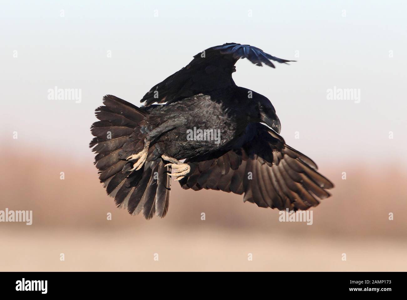 Common raven with de first lights in the morning in mating season ...