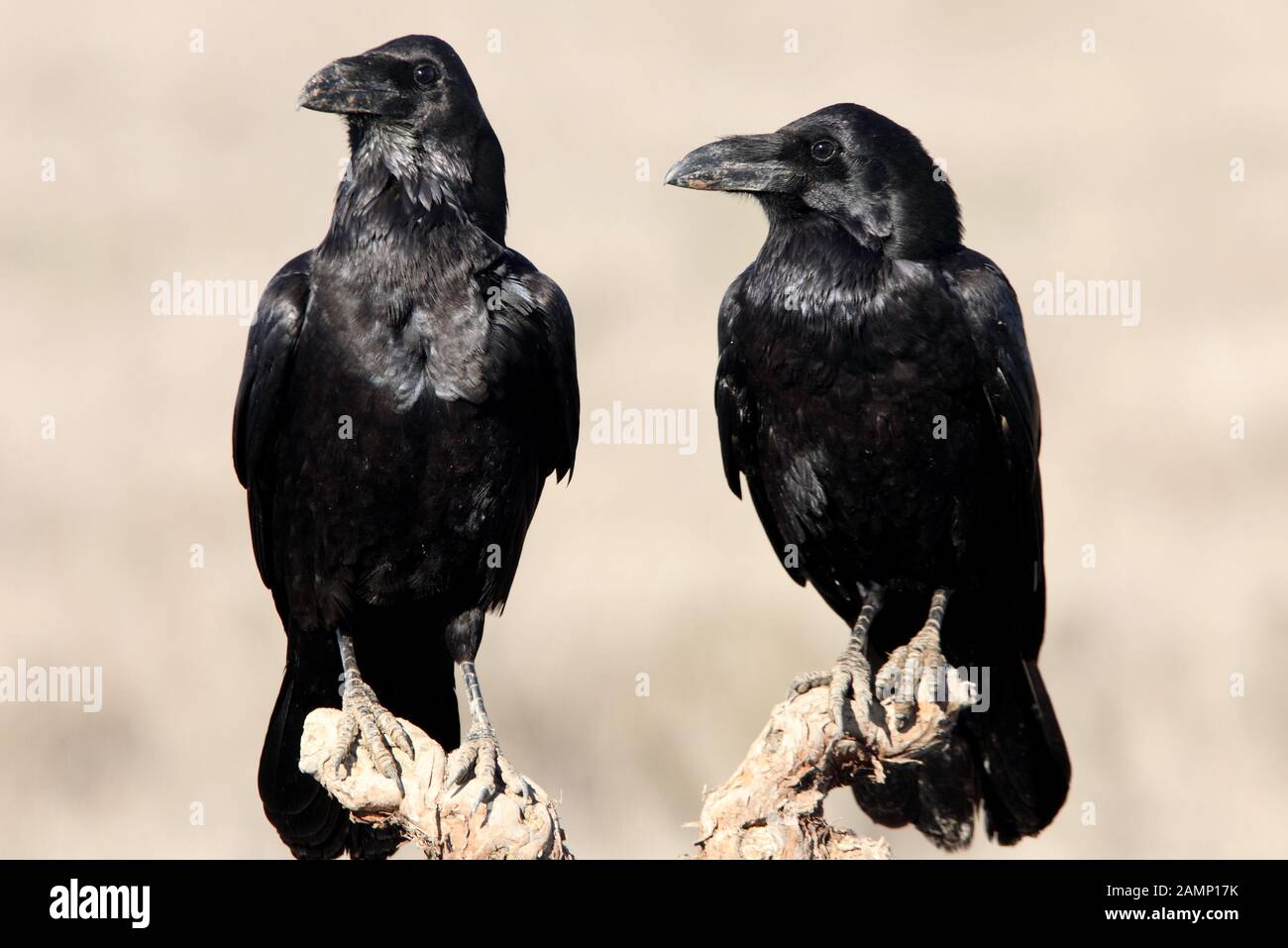 Common raven with de first lights in the morning in mating season ...