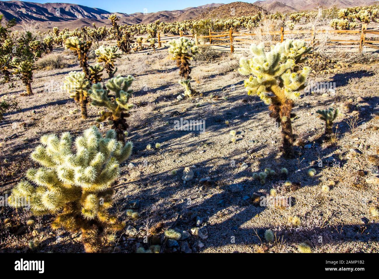 Cholla Jumping Cactus In Early Morning Sun Stock Photo - Alamy