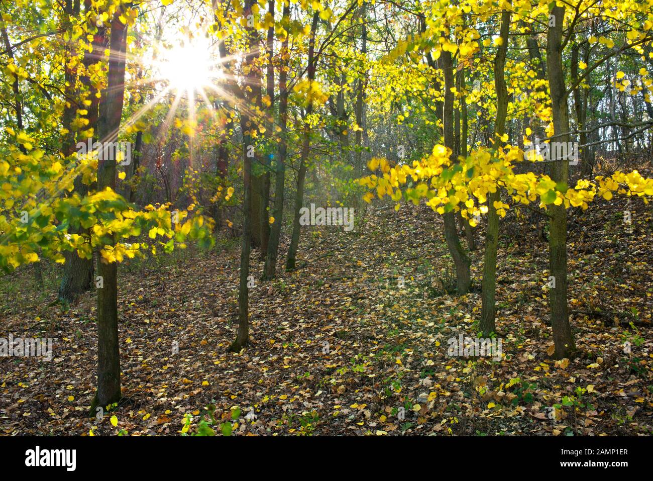Sunny day in the forest Stock Photo - Alamy