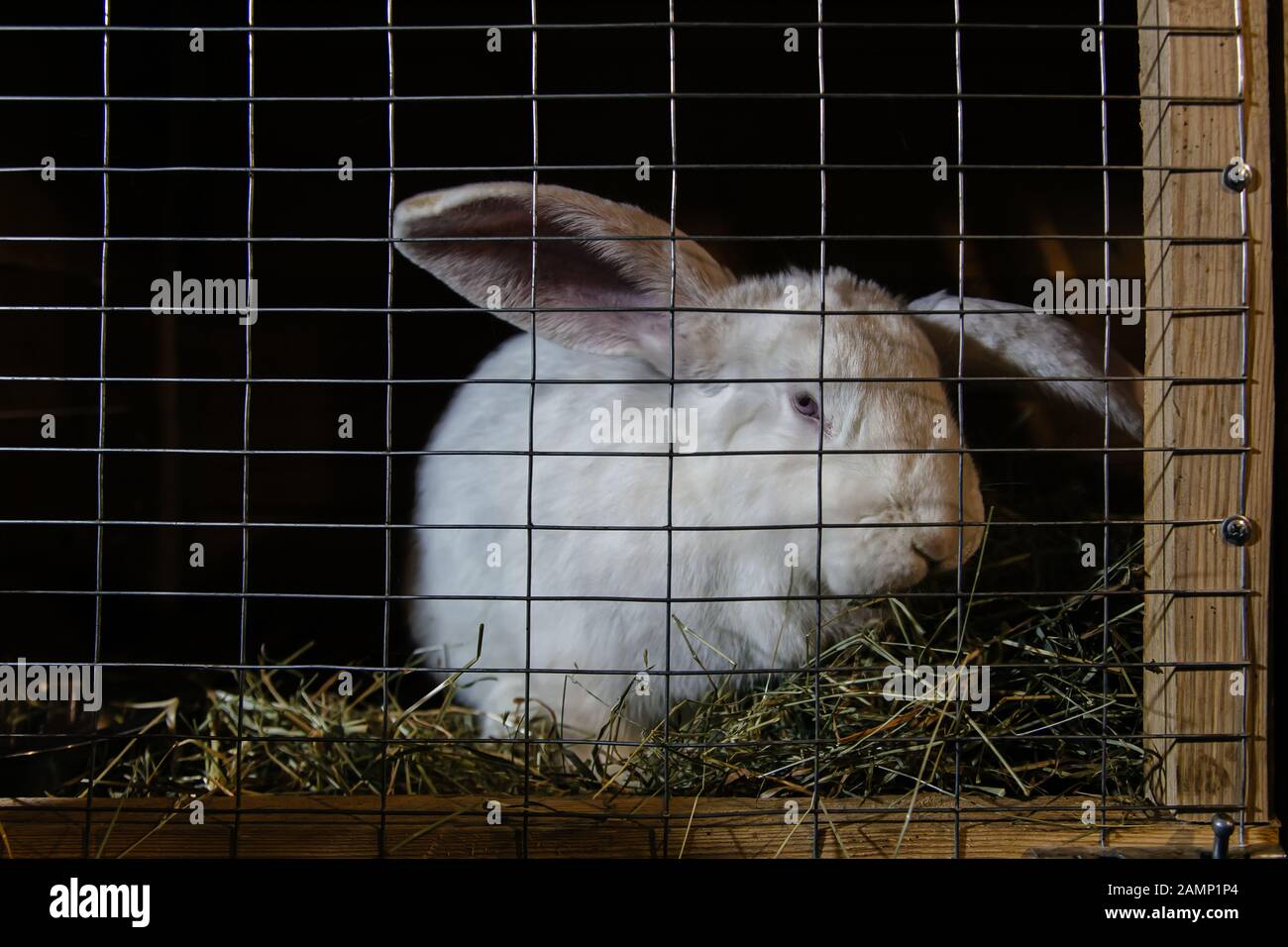 White rabbit in a cage at the farm Stock Photo - Alamy