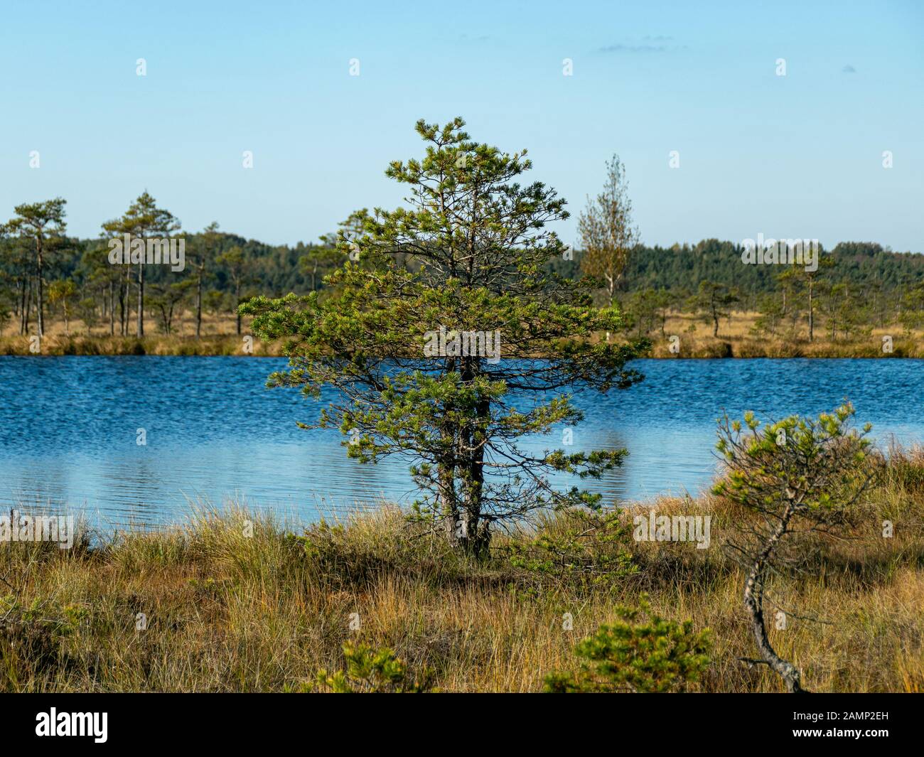 dark swamp lakes and small pines, reed and marsh landscape in the swamp ...