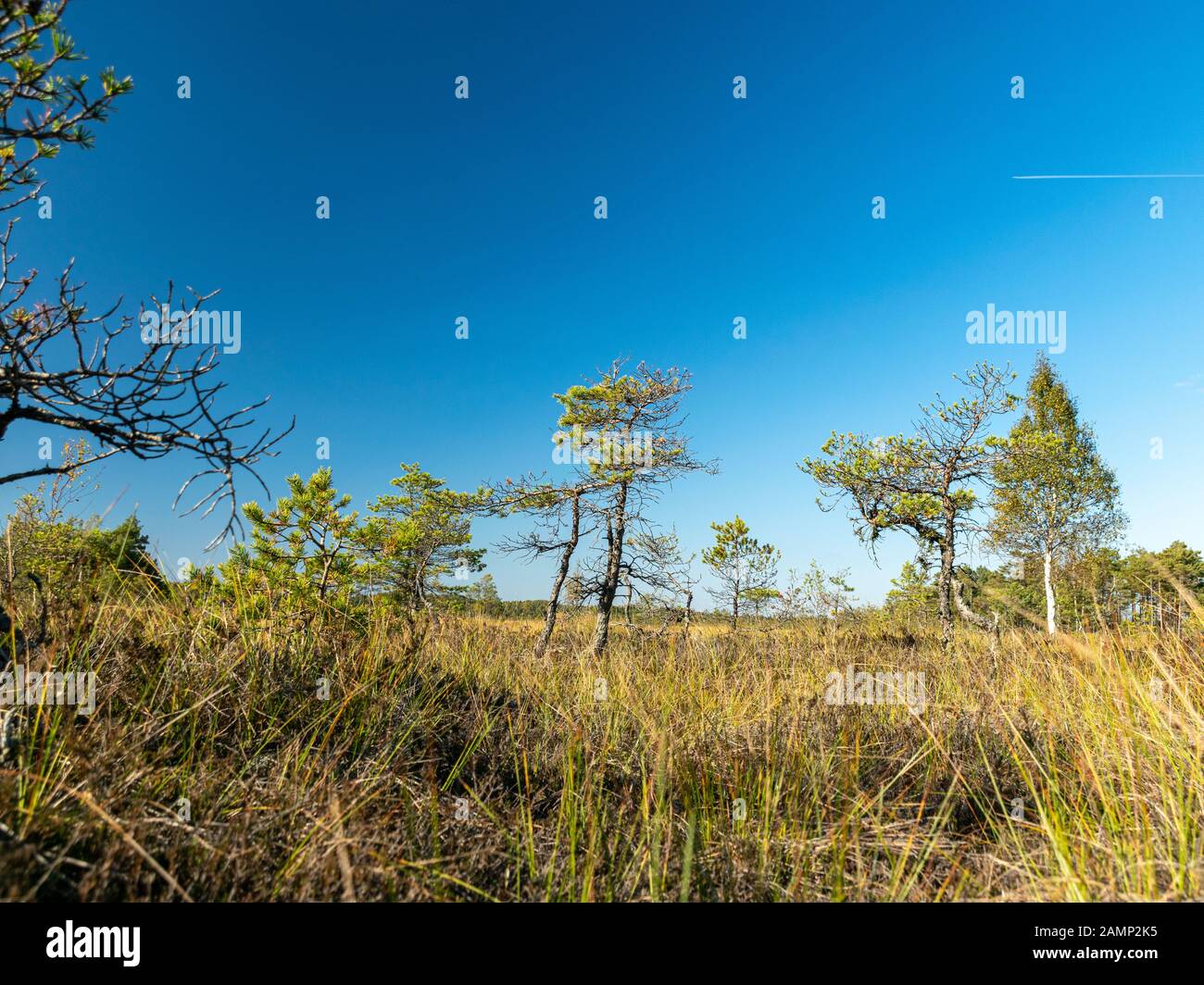 dark swamp lakes and small pines, reed and marsh landscape in the swamp ...
