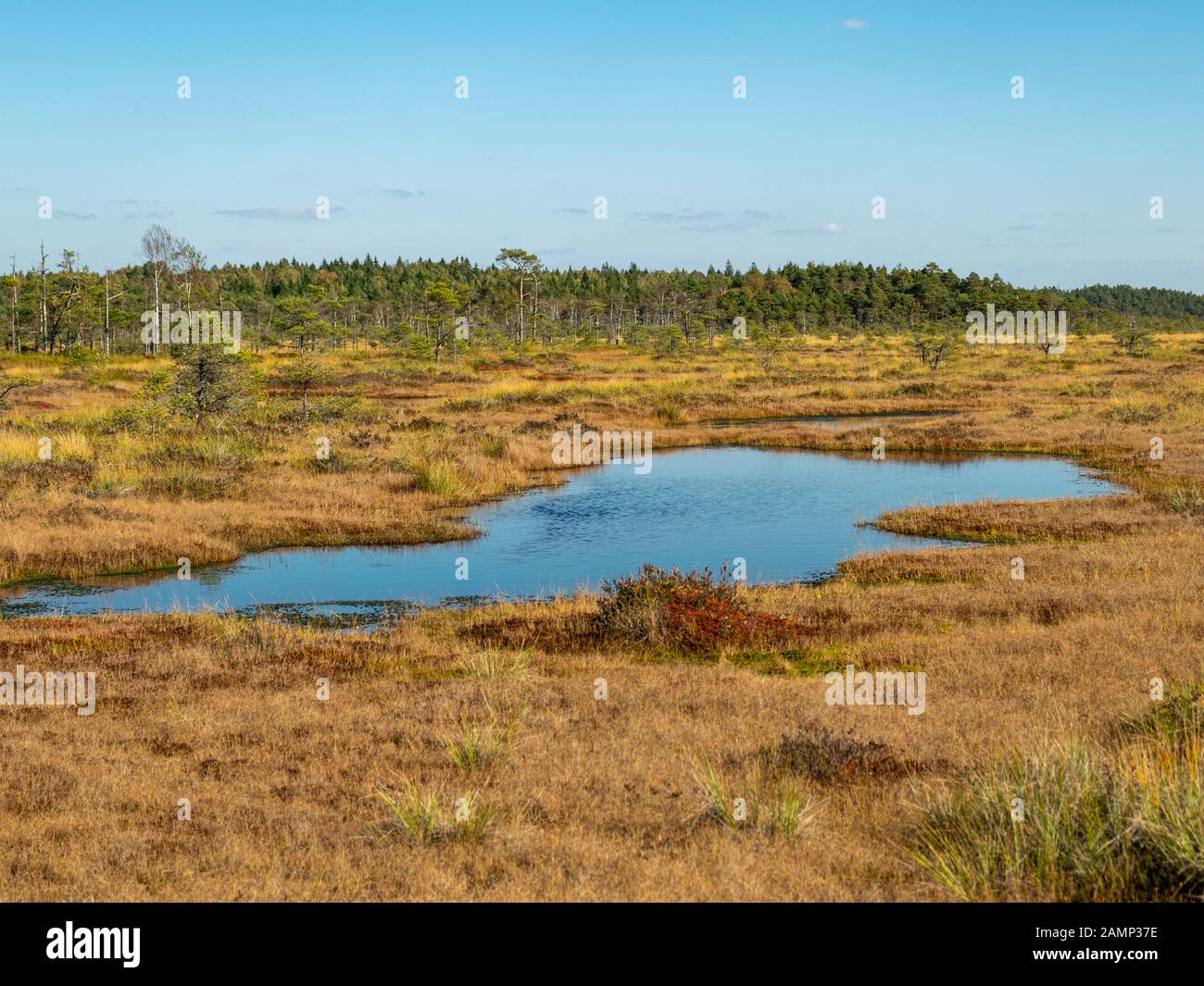 dark swamp lakes and small pines, reed and marsh landscape in the swamp ...