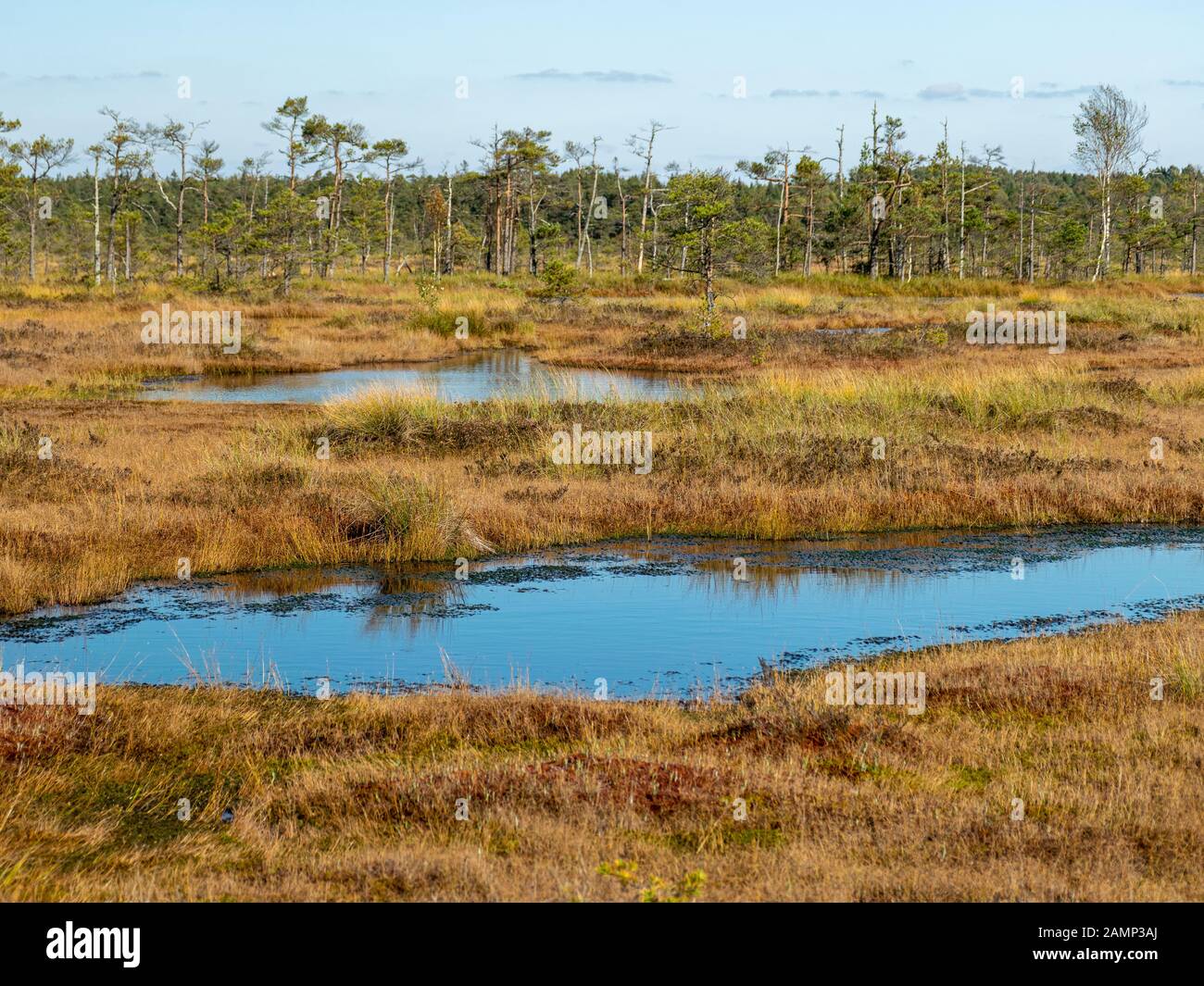 dark swamp lakes and small pines, reed and marsh landscape in the swamp ...