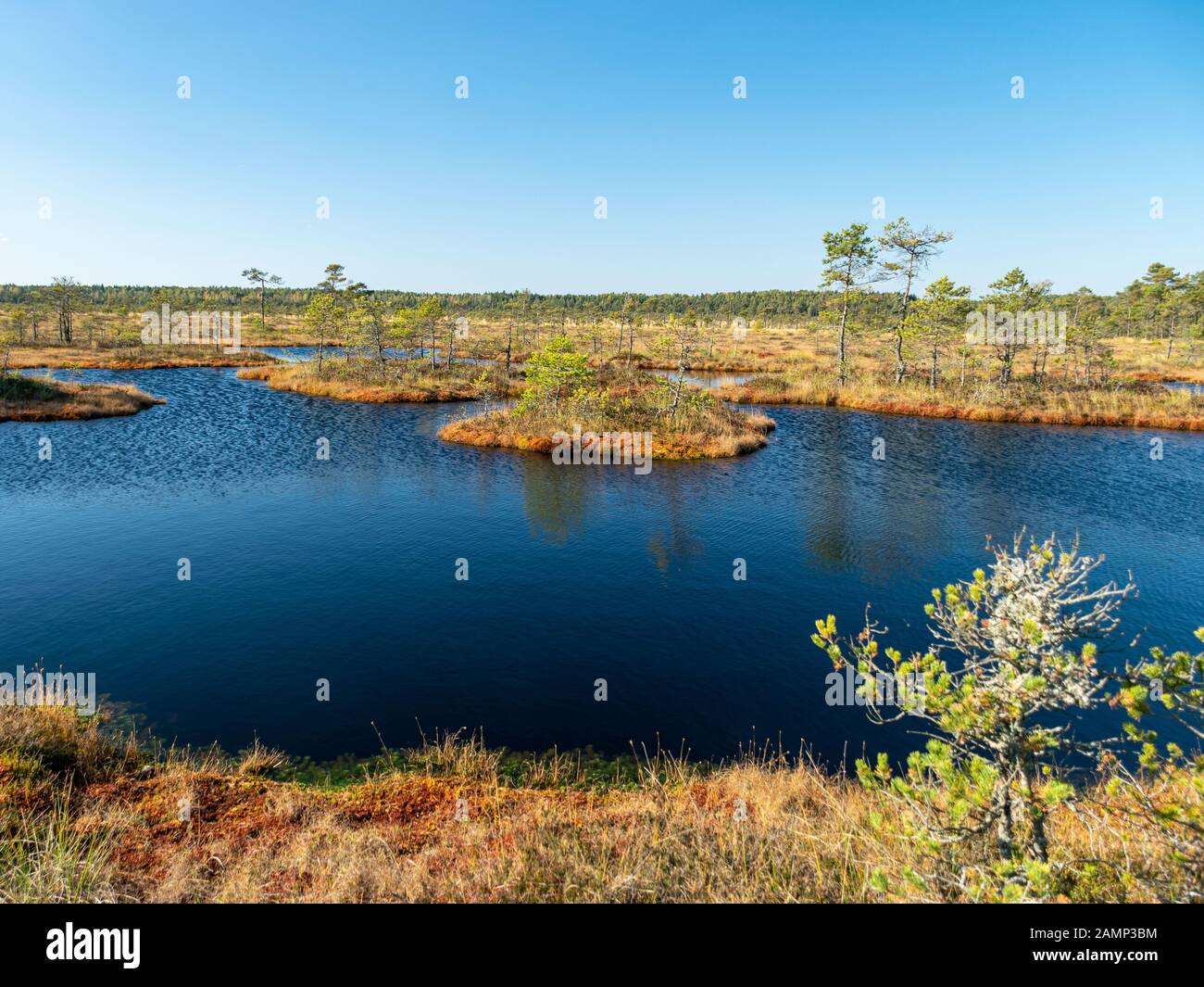 dark swamp lakes and small pines, reed and marsh landscape in the swamp ...