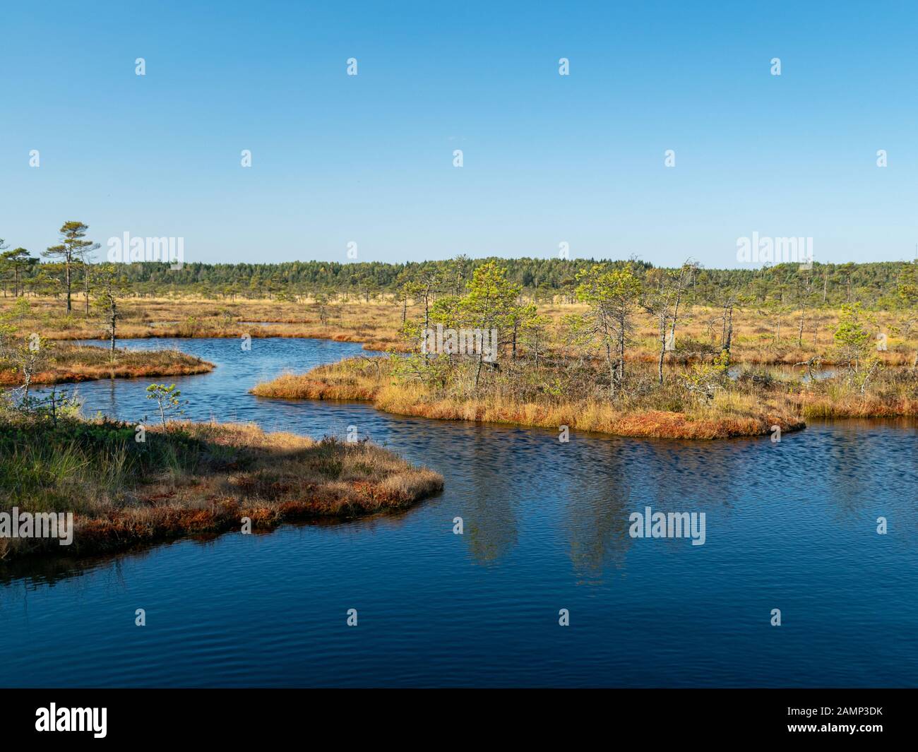dark swamp lakes and small pines, reed and marsh landscape in the swamp ...