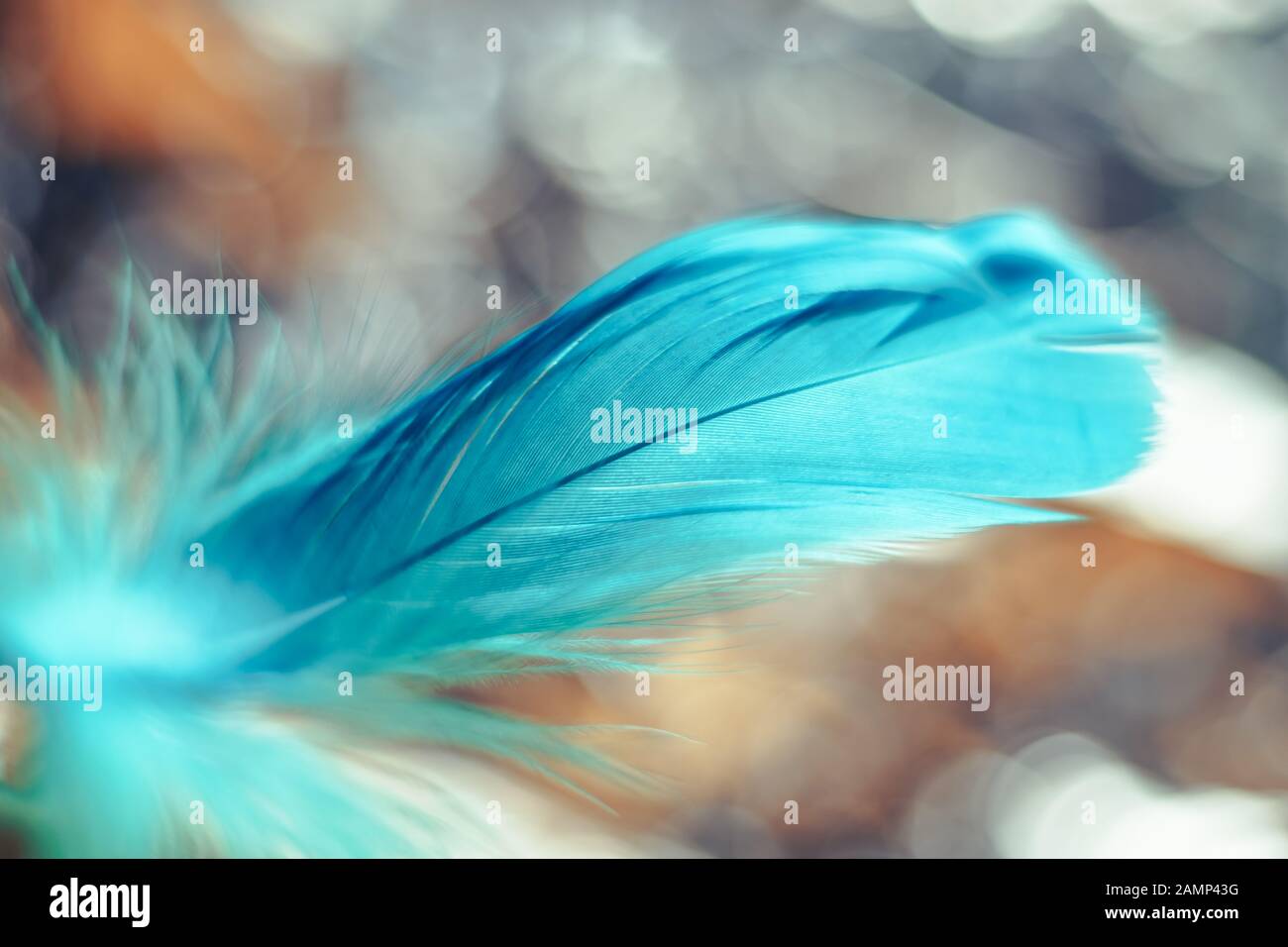 Close up Beautiful blue Bird feather pattern on a bokeh background for ...
