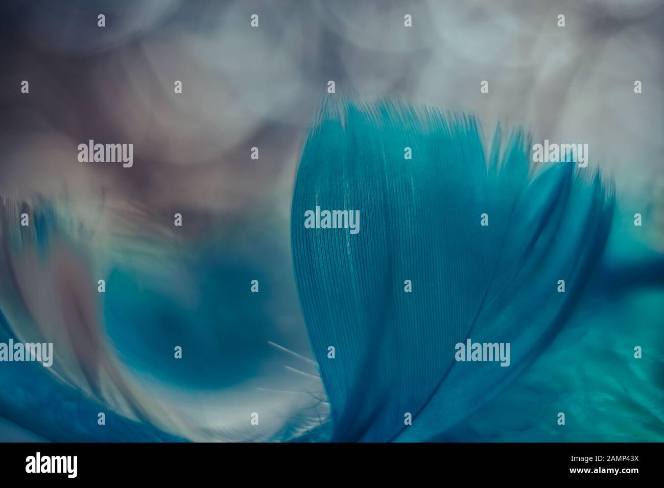 Close up Beautiful blue Bird feather pattern on a bokeh background for ...