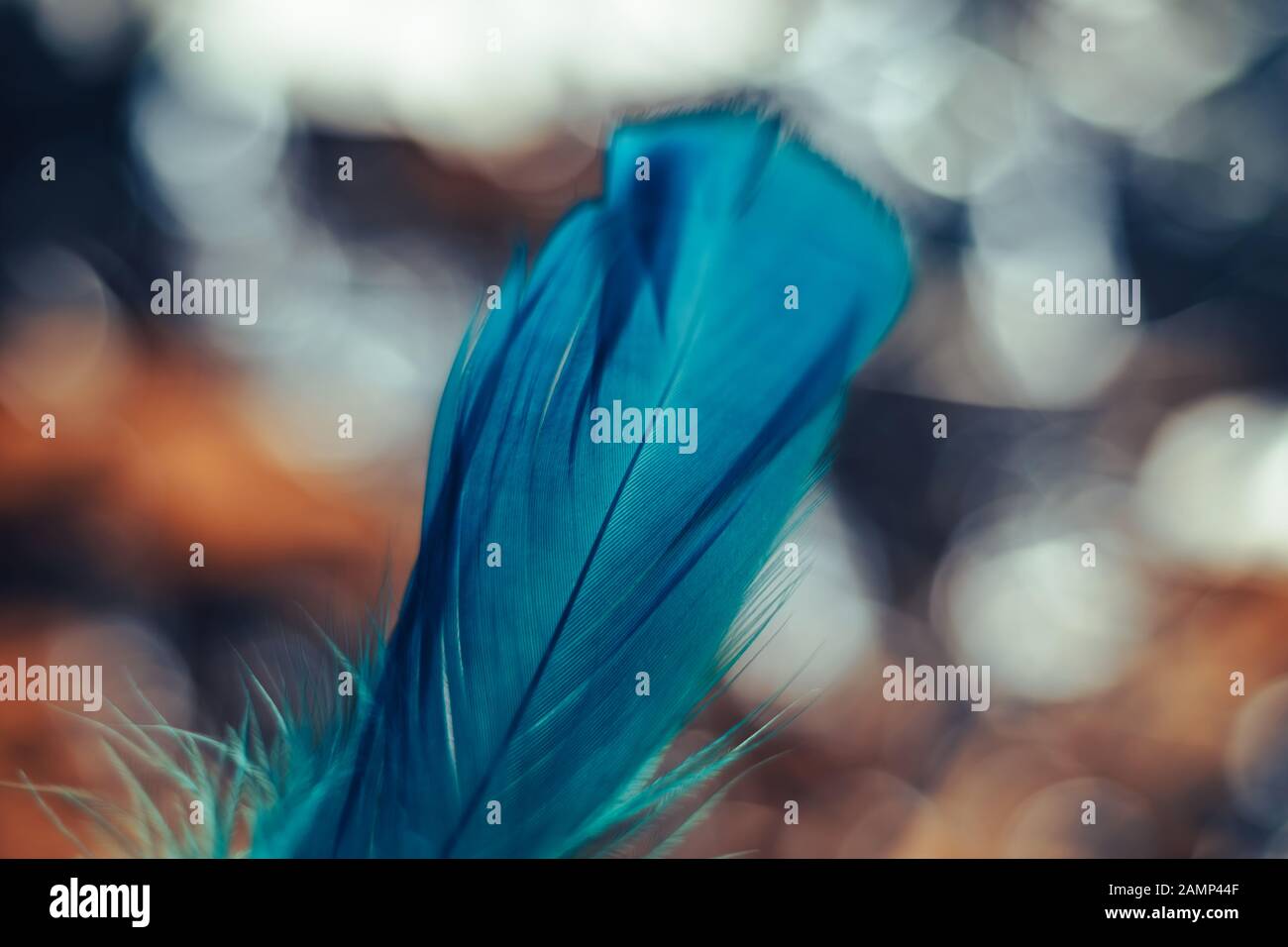 Close up Beautiful blue Bird feather pattern on a bokeh background for ...