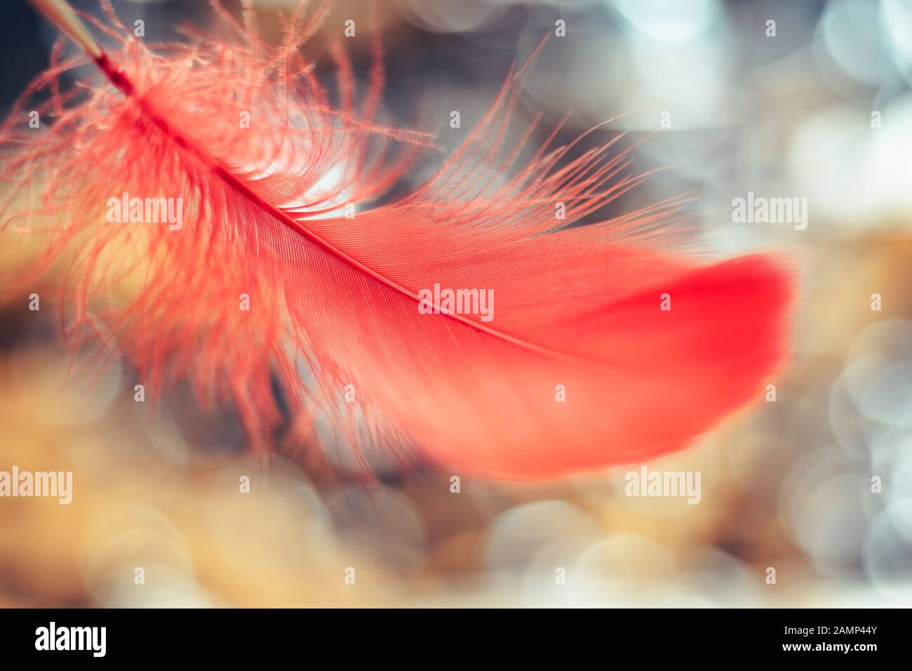 Close up Beautiful Red Bird feather on a bokeh. Pattern background for ...