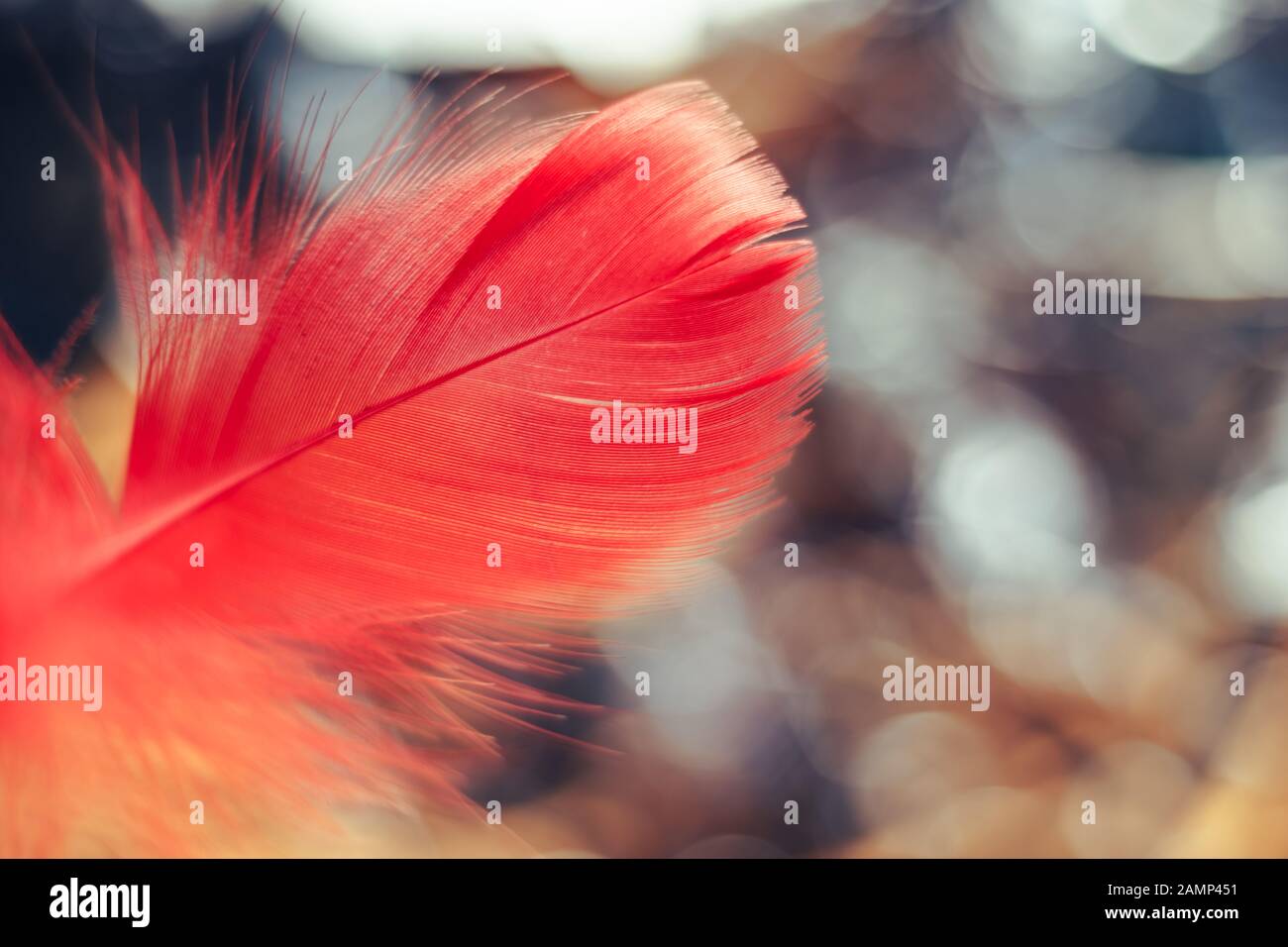 Close up Beautiful Red Bird feather on a bokeh. Pattern background for ...