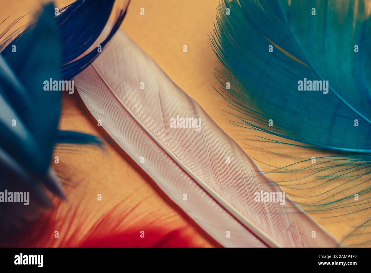 Close up Beautiful multi-colored Bird feather pattern background for ...