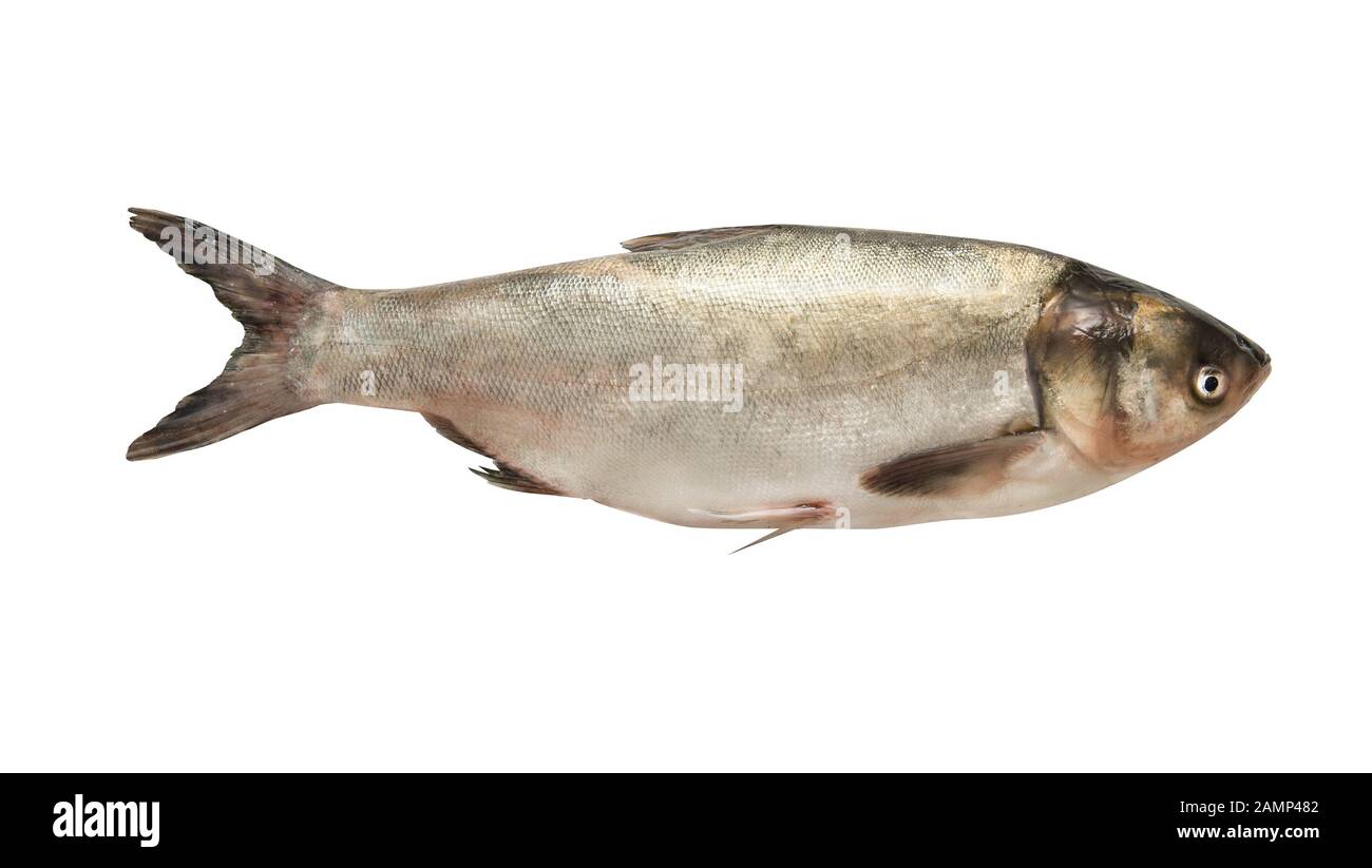 Underwater carp Cut Out Stock Images & Pictures - Alamy