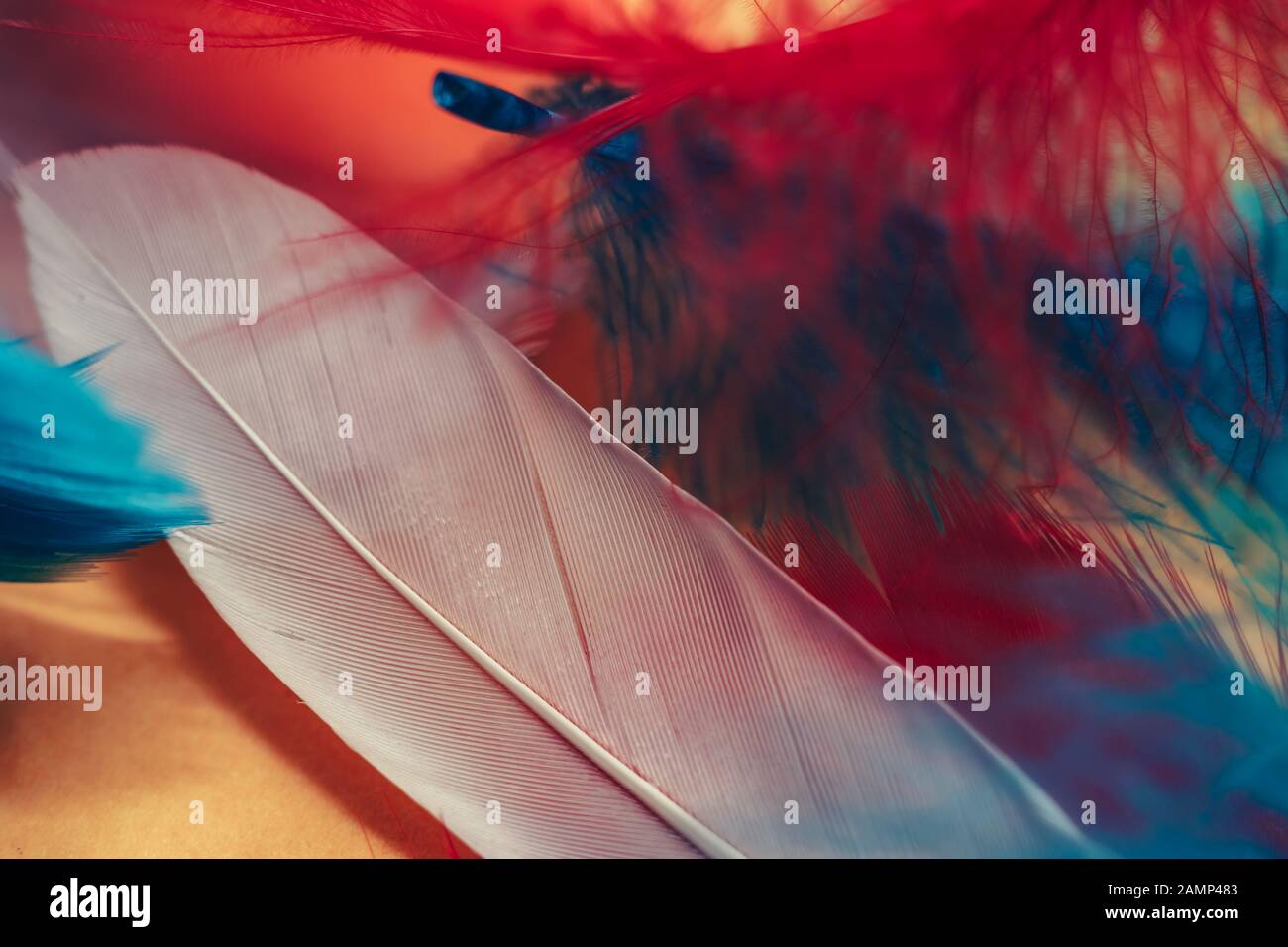Close up Beautiful multi-colored Bird feather pattern background for ...