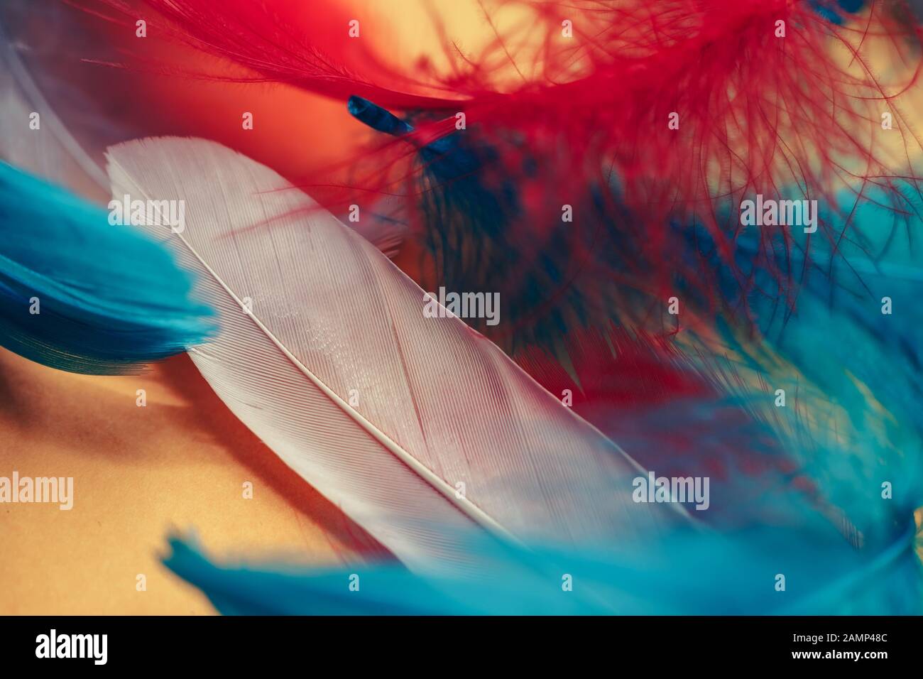 Close up Beautiful multi-colored Bird feather pattern background for ...