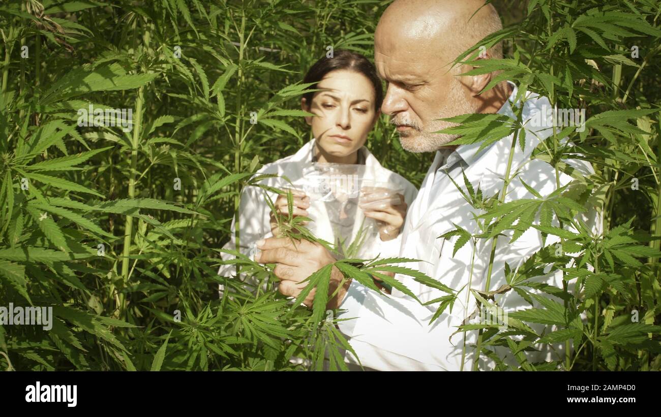 Professional researchers working in a hemp field, they are checking ...