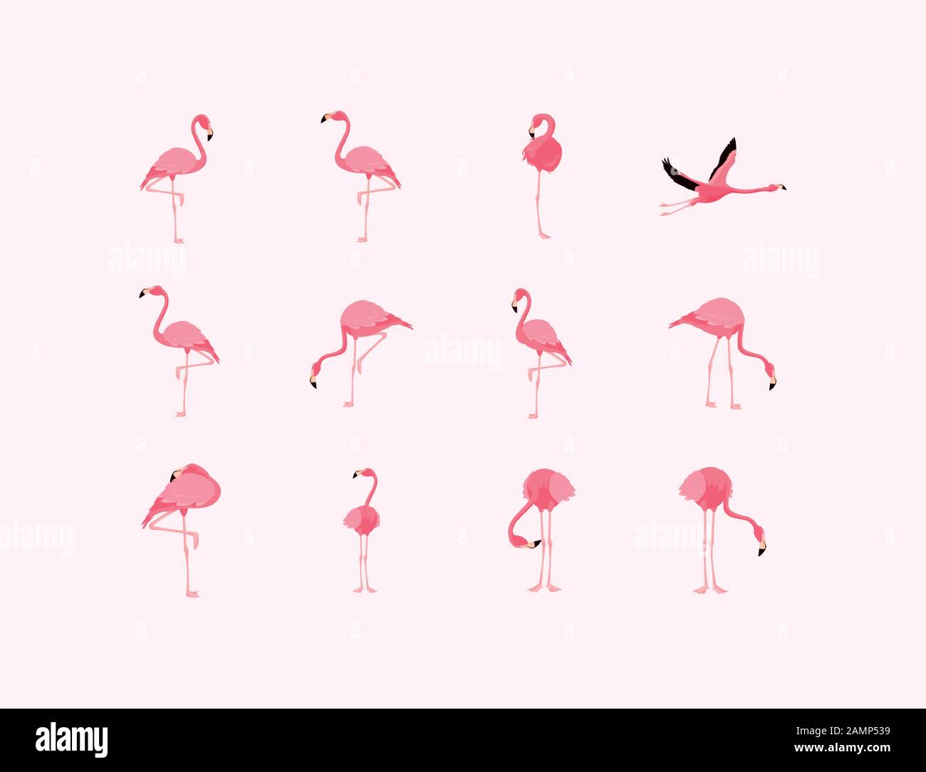 Flamingos birds set design, Animal zoo life nature character childhood ...