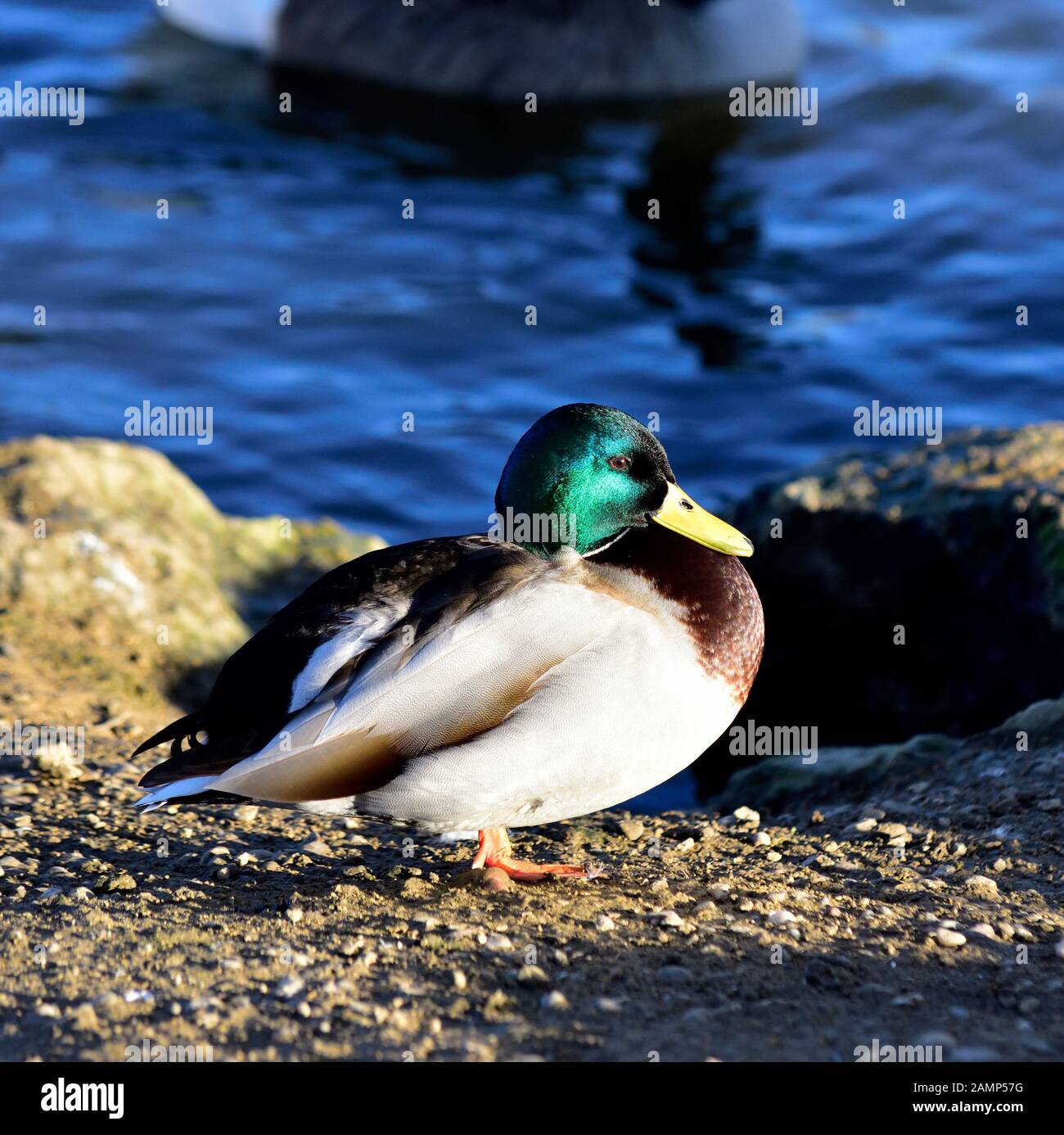 adult male,Mallard duck, Anas platyrhynchos,Swans bridge,nature reserve ...