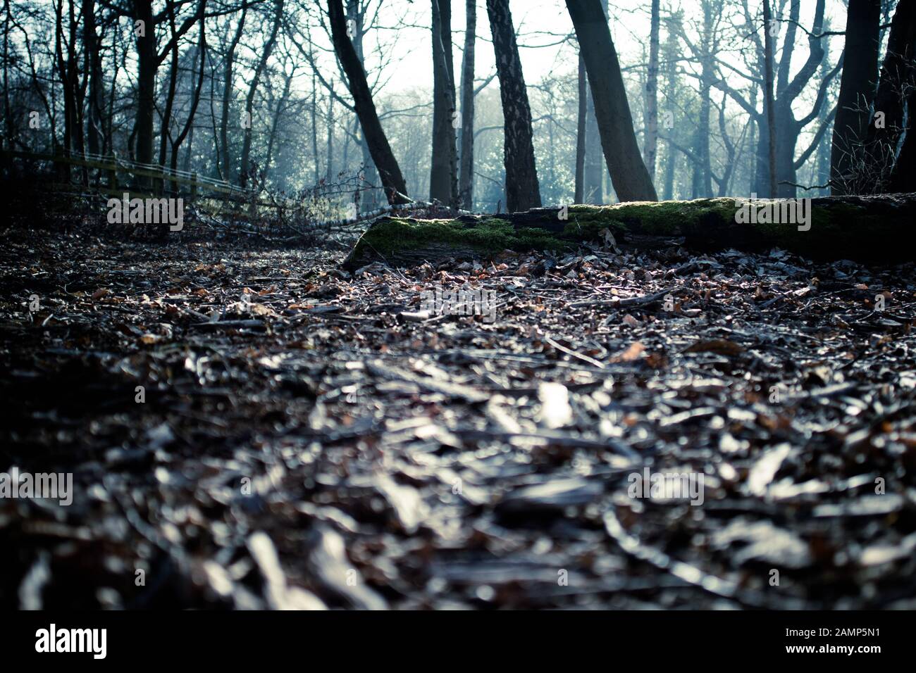 Haunted forest hi-res stock photography and images - Alamy