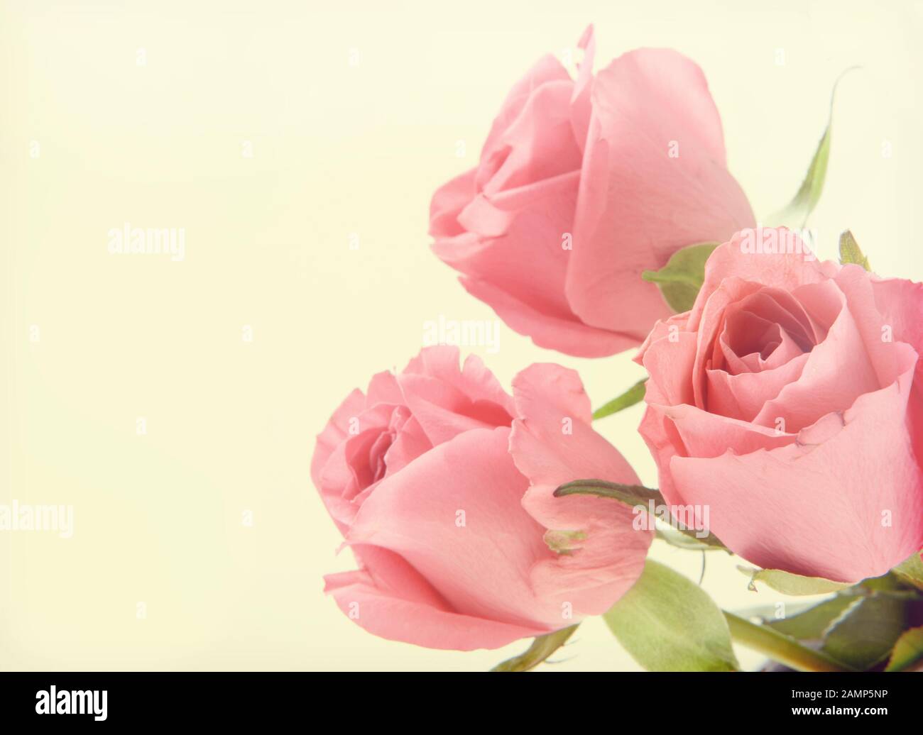 Abstract background of pink roses flowers Stock Photo - Alamy
