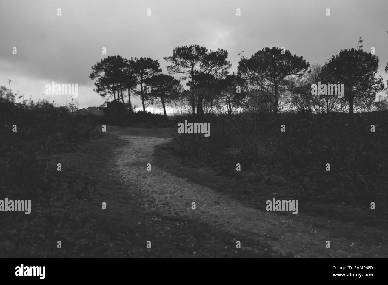 Trees with path Black and White Stock Photos & Images - Alamy