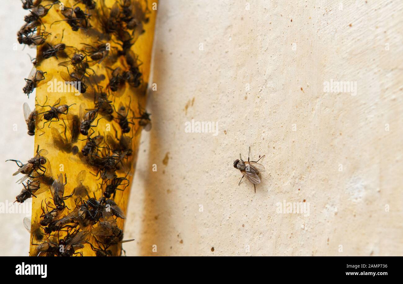 Sticky flypaper with glued flies, trap for flies or fly-killing device ...