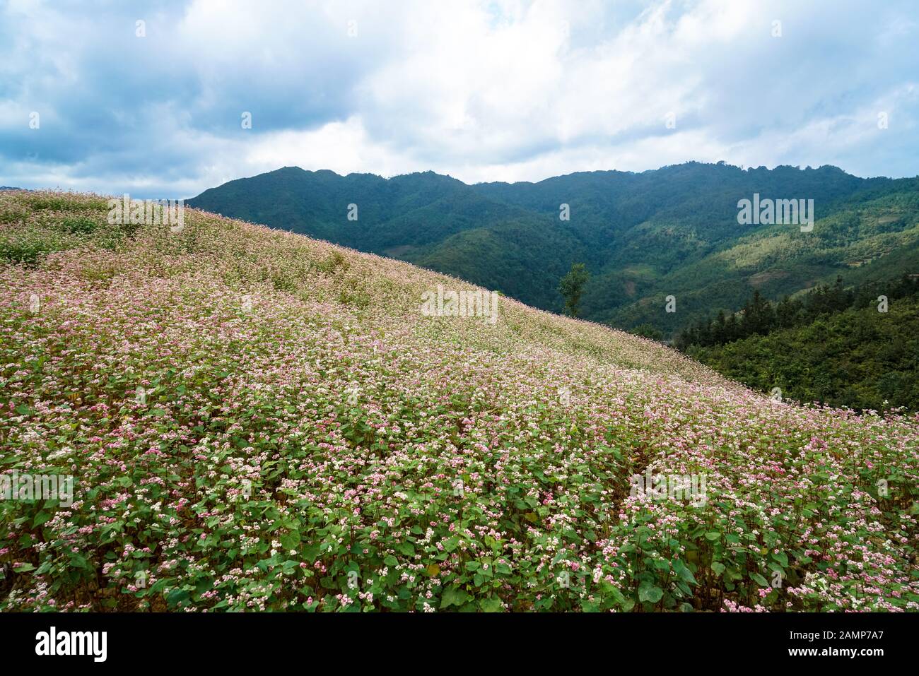 Buckwheat in bloom in Ha Giang, Vietnam Stock Photo - Alamy