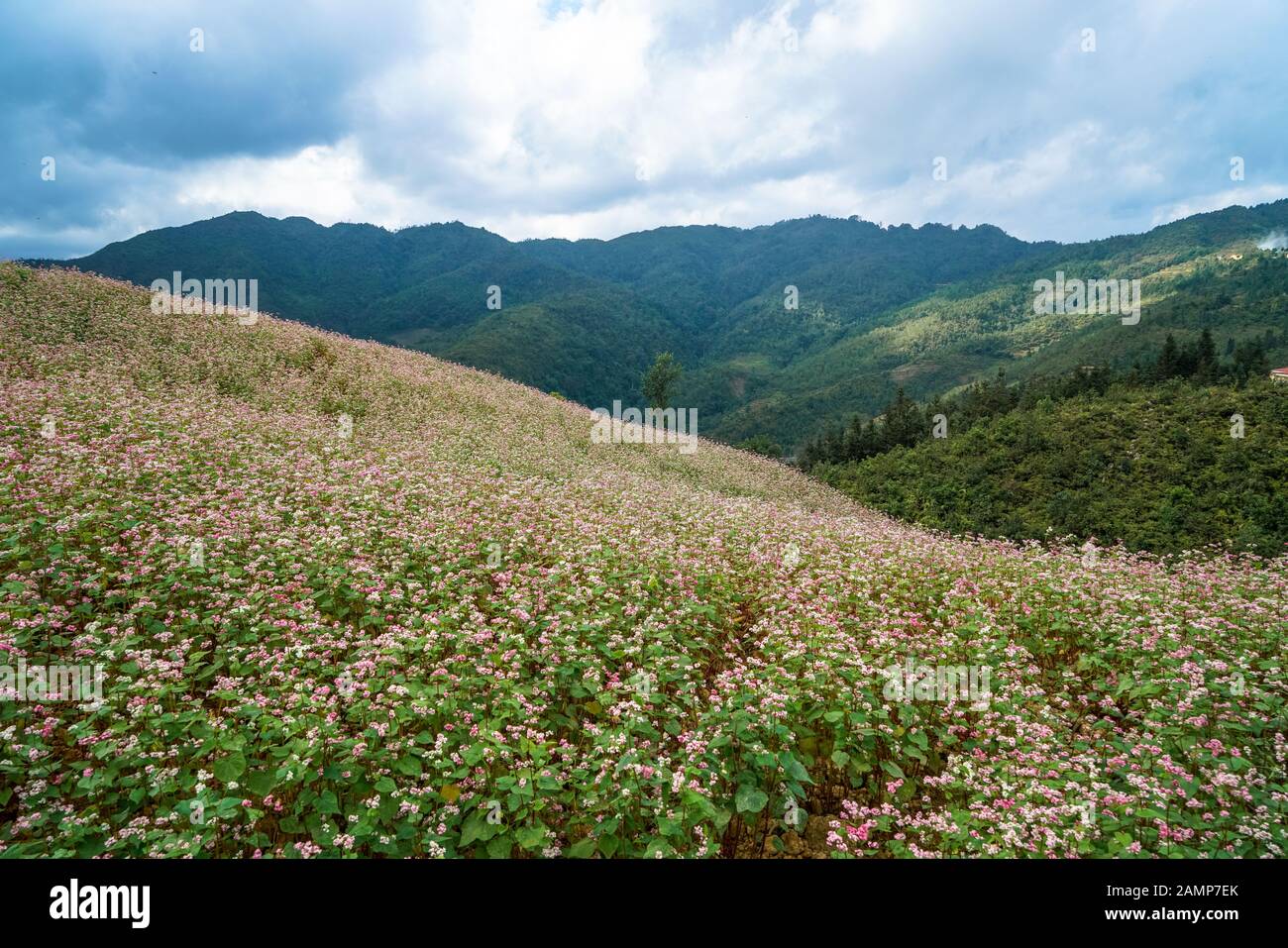Buckwheat in bloom in Ha Giang, Vietnam Stock Photo - Alamy