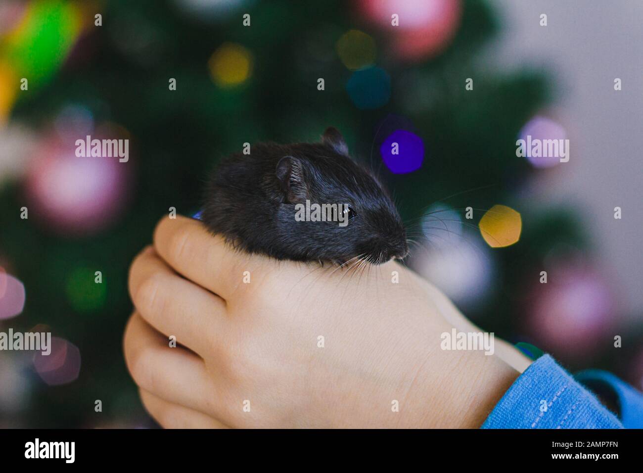 Adorable mice hi-res stock photography and images - Alamy