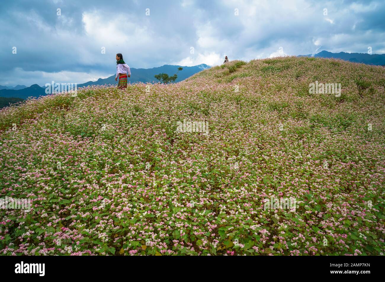 Farm girls playing in buckwheat field Stock Photo - Alamy