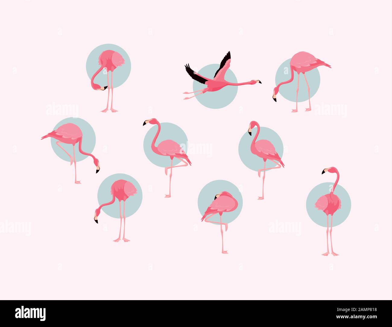 Flamingos birds set design, Animal zoo life nature character childhood ...