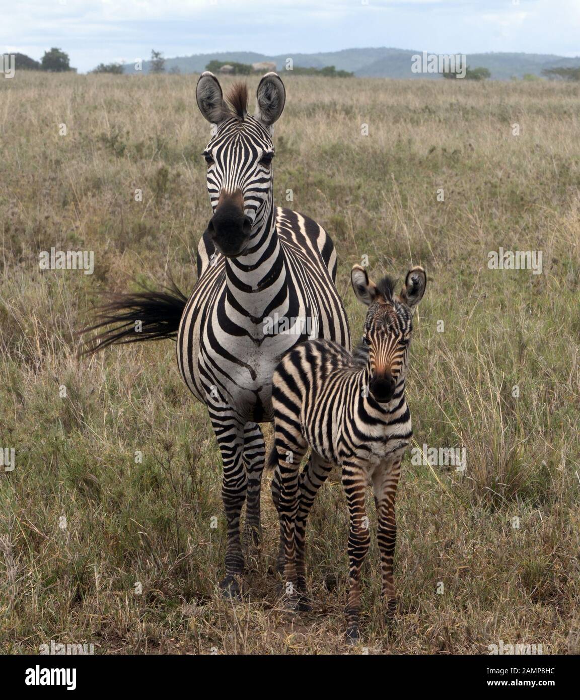 Zebra female not lion hi-res stock photography and images - Alamy