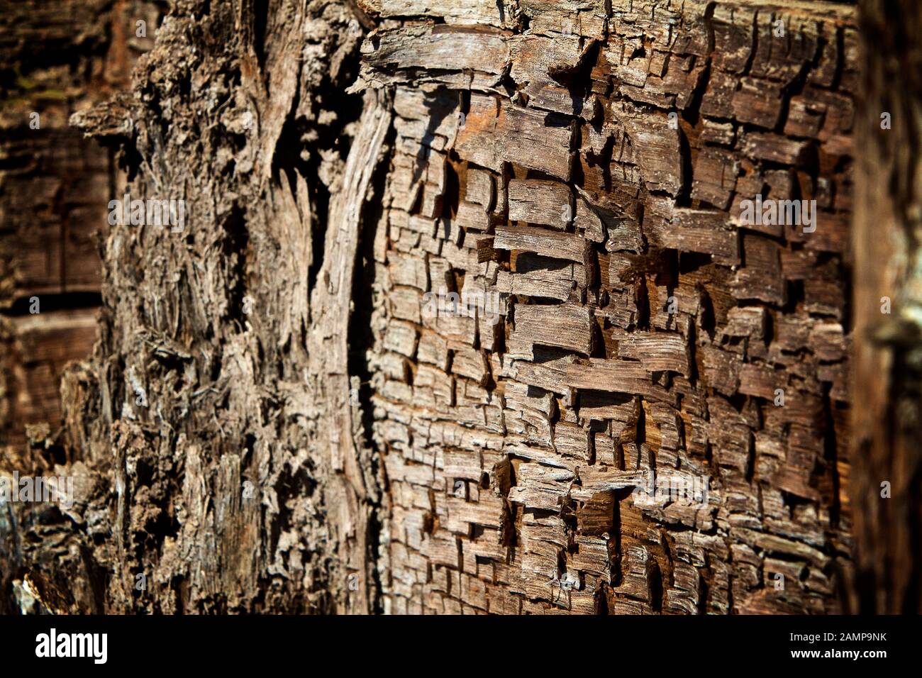 Rotting wood texture hi-res stock photography and images - Alamy