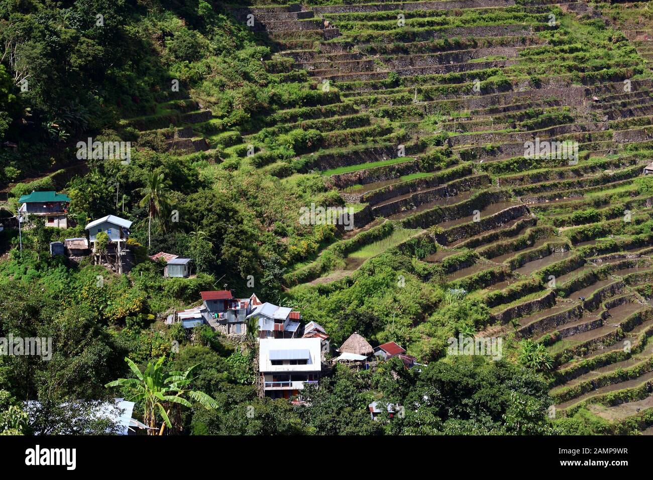 Philippines rice terraces - rice cultivation in Batad village (Banaue ...