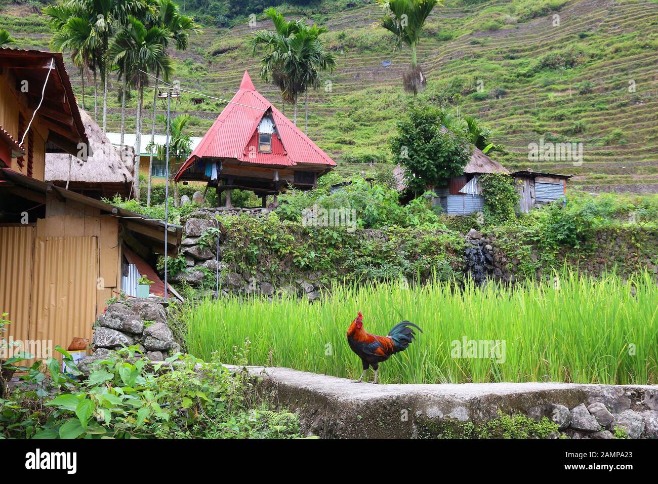 Philippines rice field in Batad village and a colorful rooster Stock ...